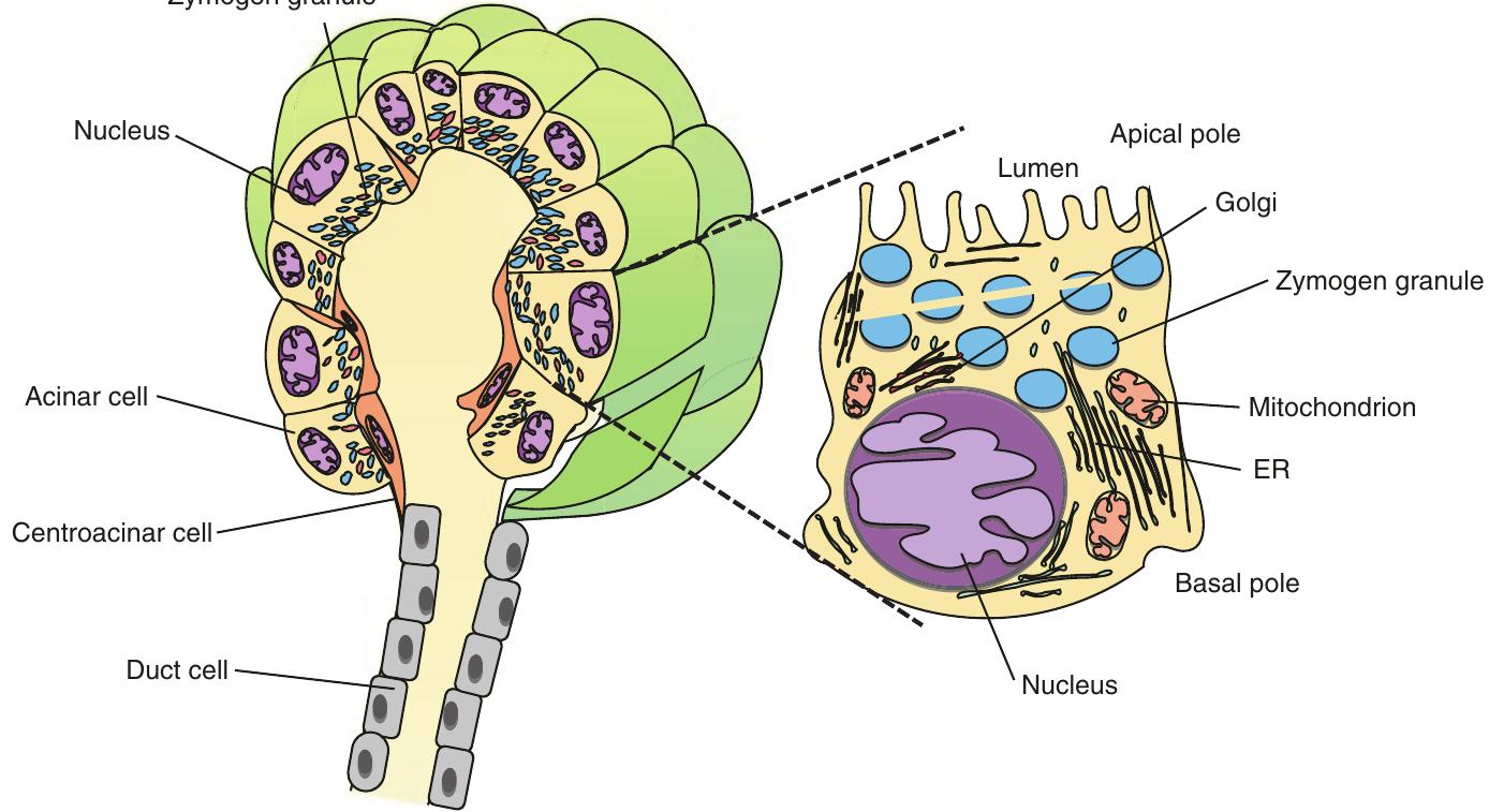 (PDF) Physiology of the Pancreas