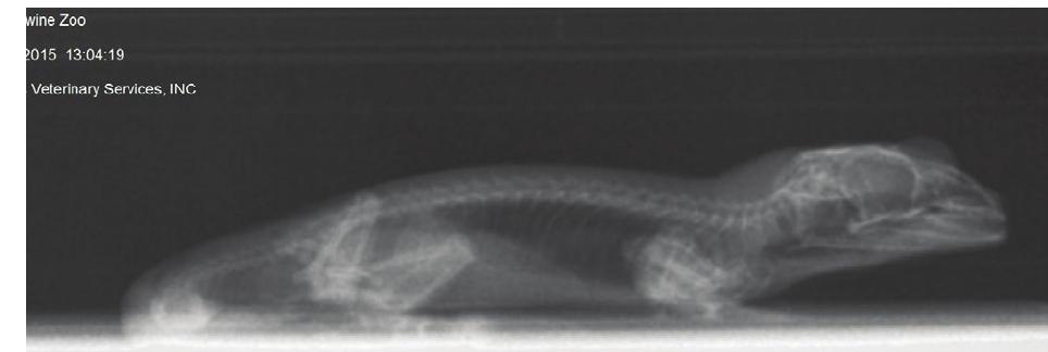 B left lateral view of a lizard. fig. 10a using a lateral