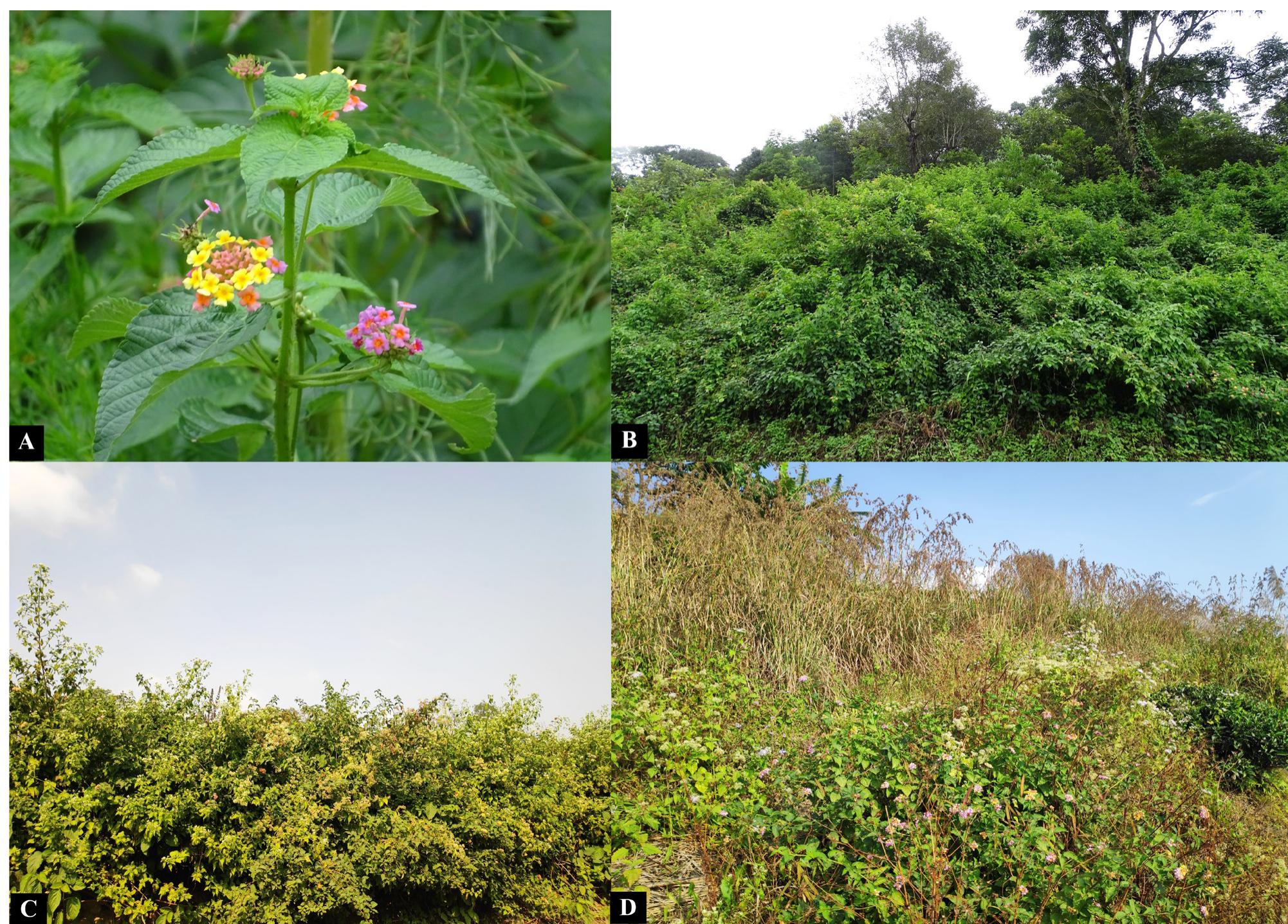 (a). habit of lantana camara; invasive spread of lantana