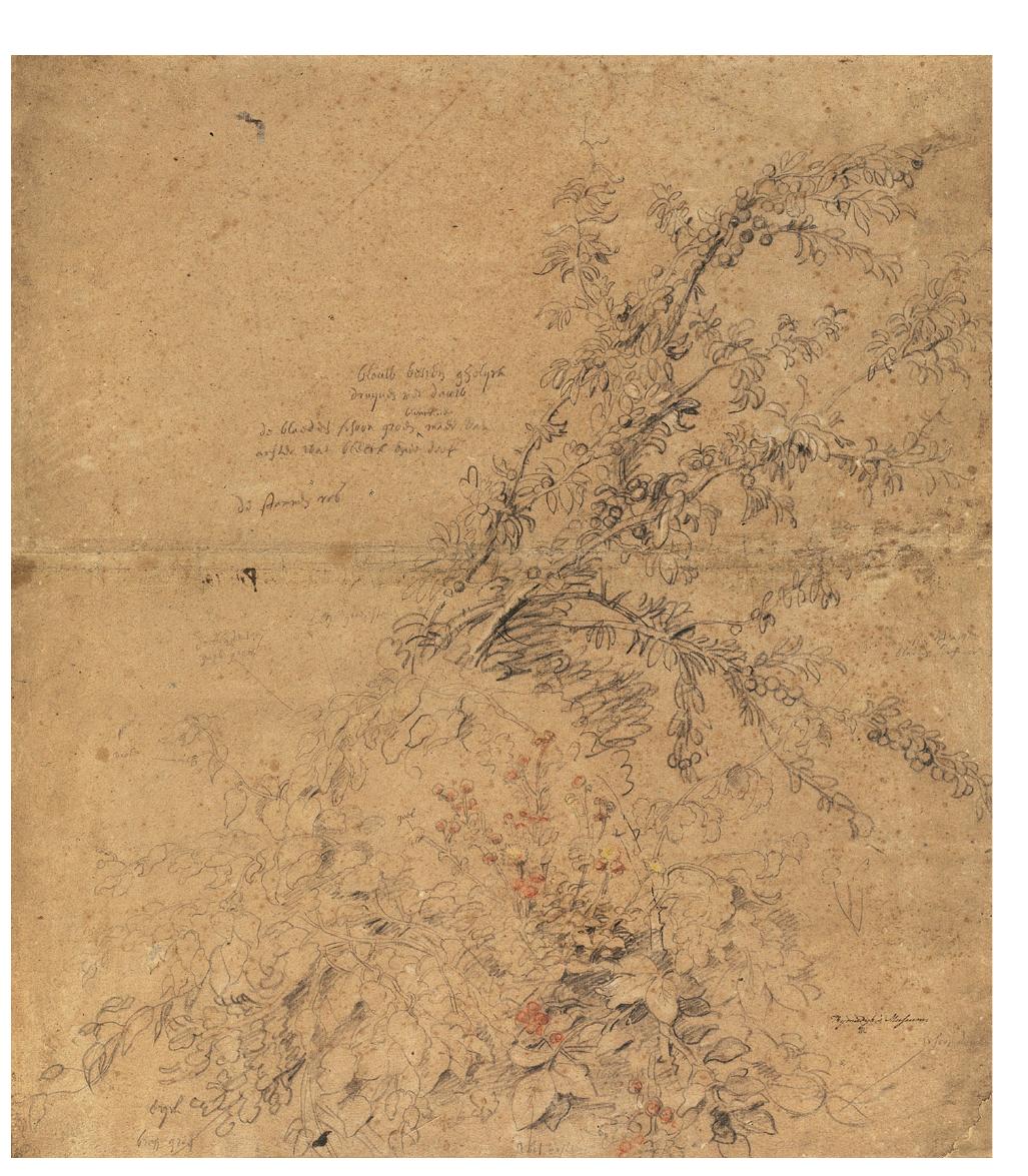 Figure 3 - Leonardo's Brambles and their Afterlife in