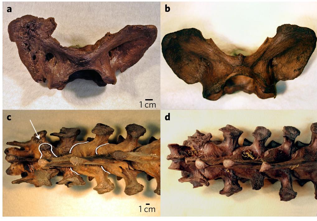 | examples of common chronic pathologies in c. dirus and s.