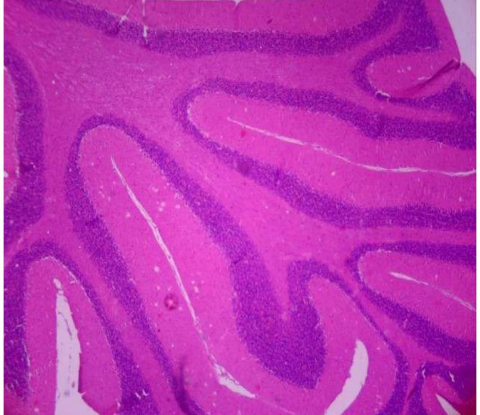 Figure 2 - Preparation of histology slides and