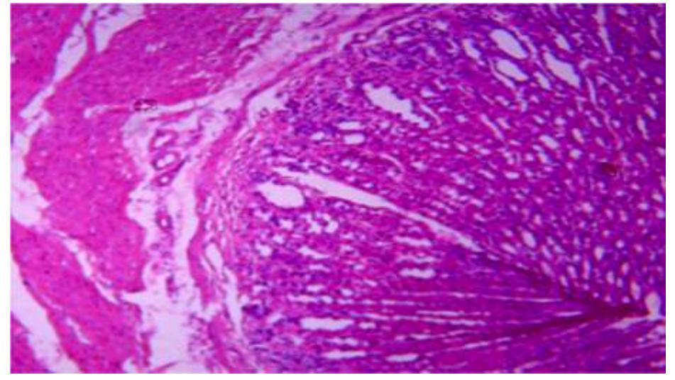 Figure 11 - Preparation of histology slides and