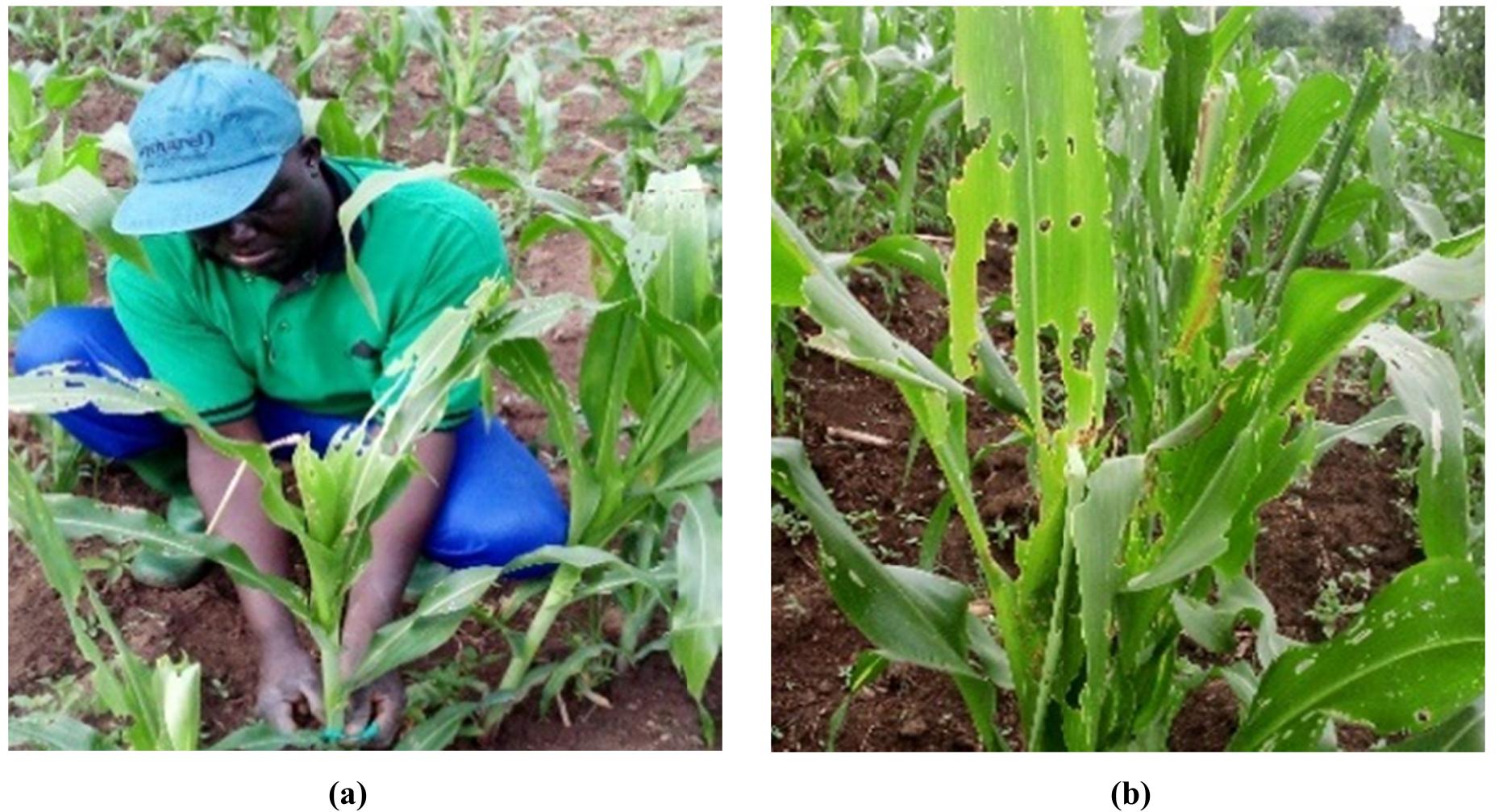 Assessing damaged plants (a), and heavily damaged maize