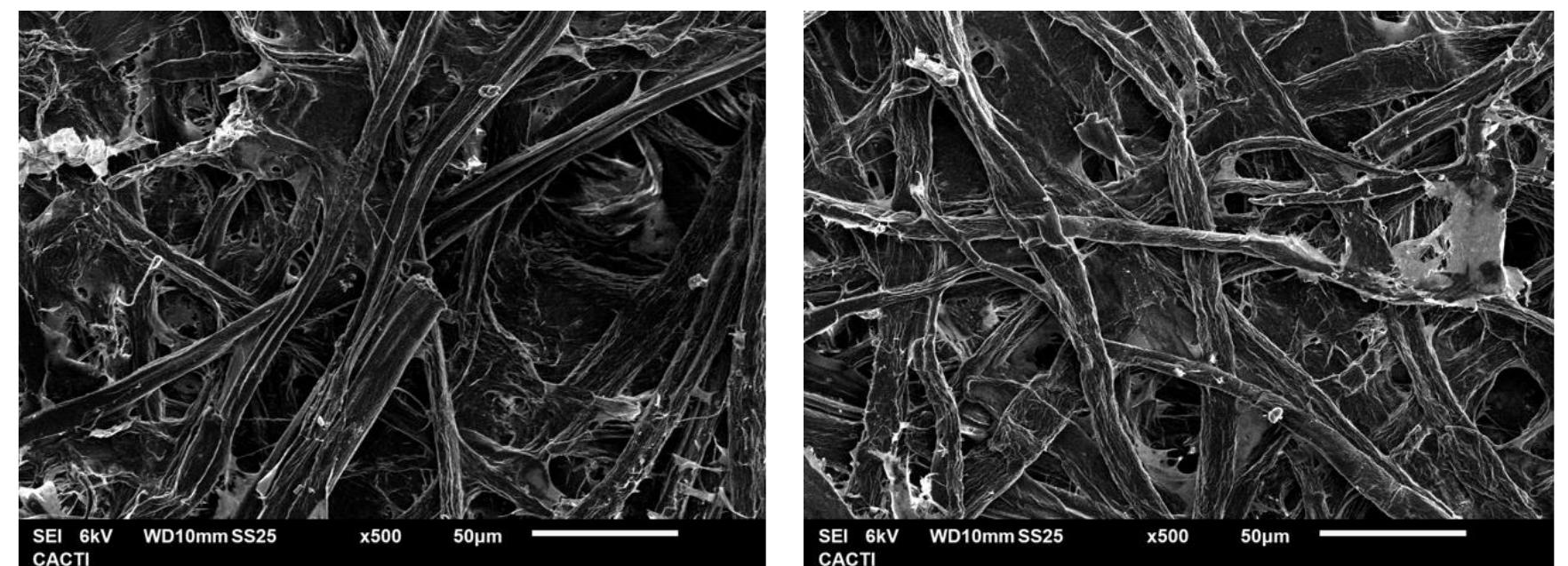 Electron microscope image. internal structure of handsheet