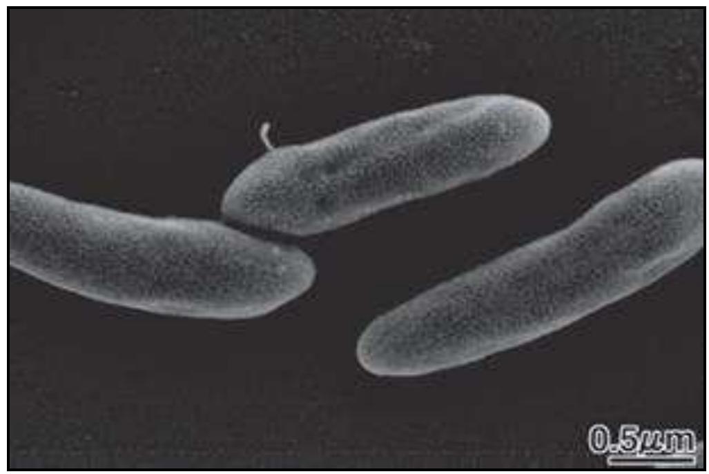 A rumen bacteria selenomonas ruminantium (adapted from