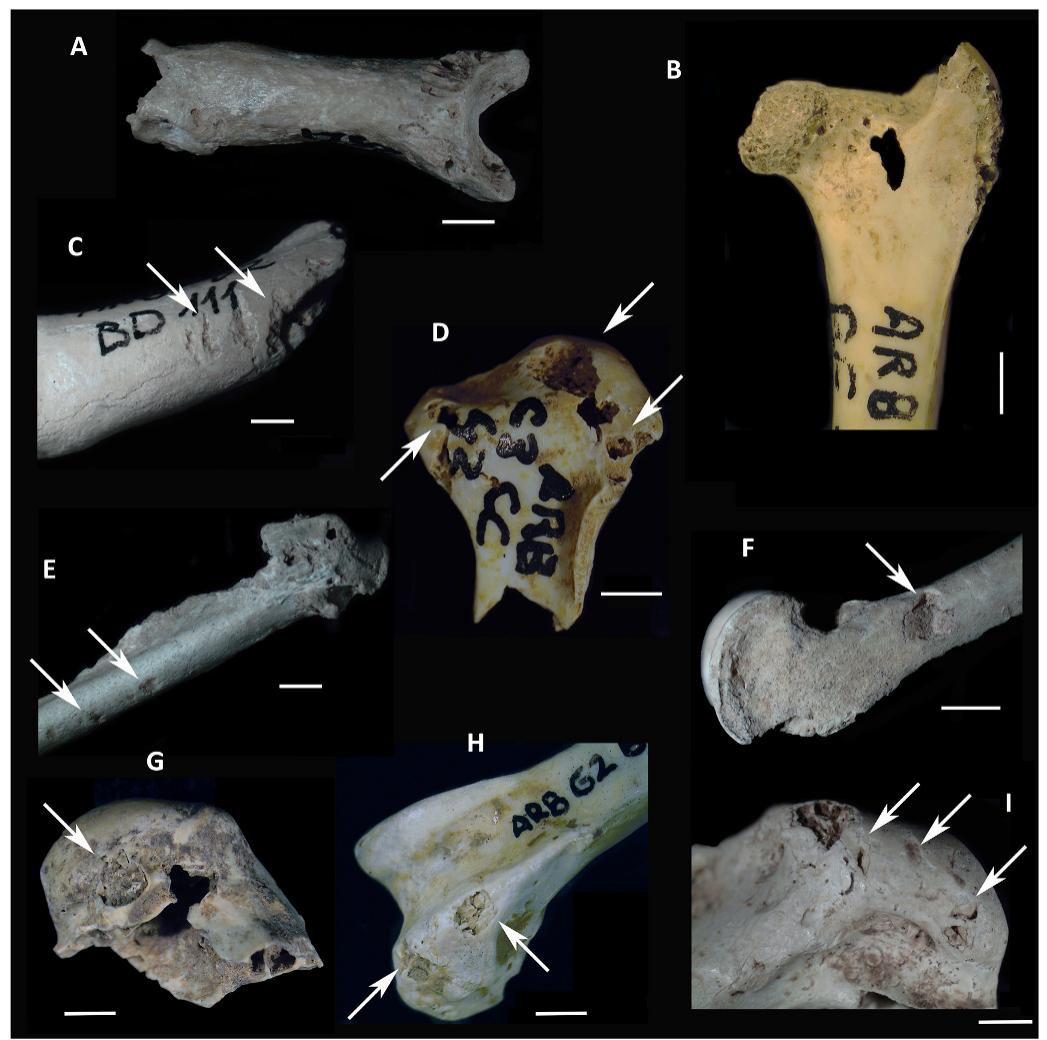 Examples of bird bones displaying bone surface modifications