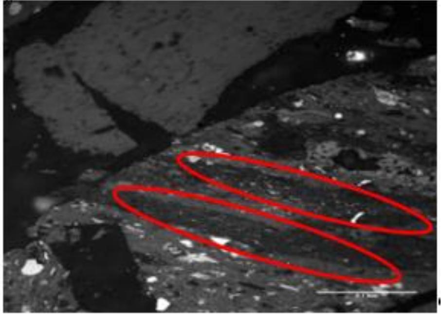 Photomicrograph showing the maceral composition of okobo