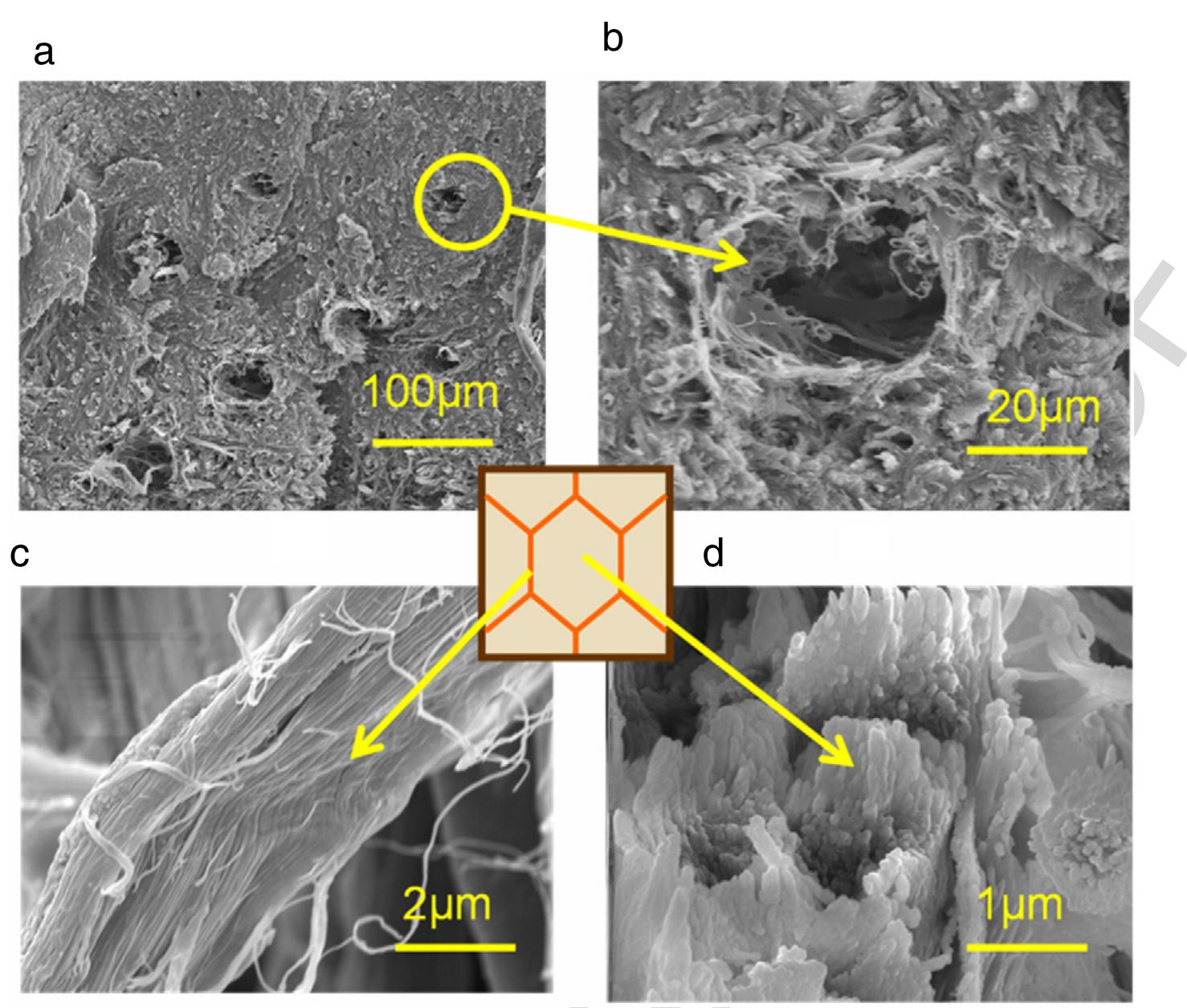 sem micrographs of the fracture surface of the osteoderm.