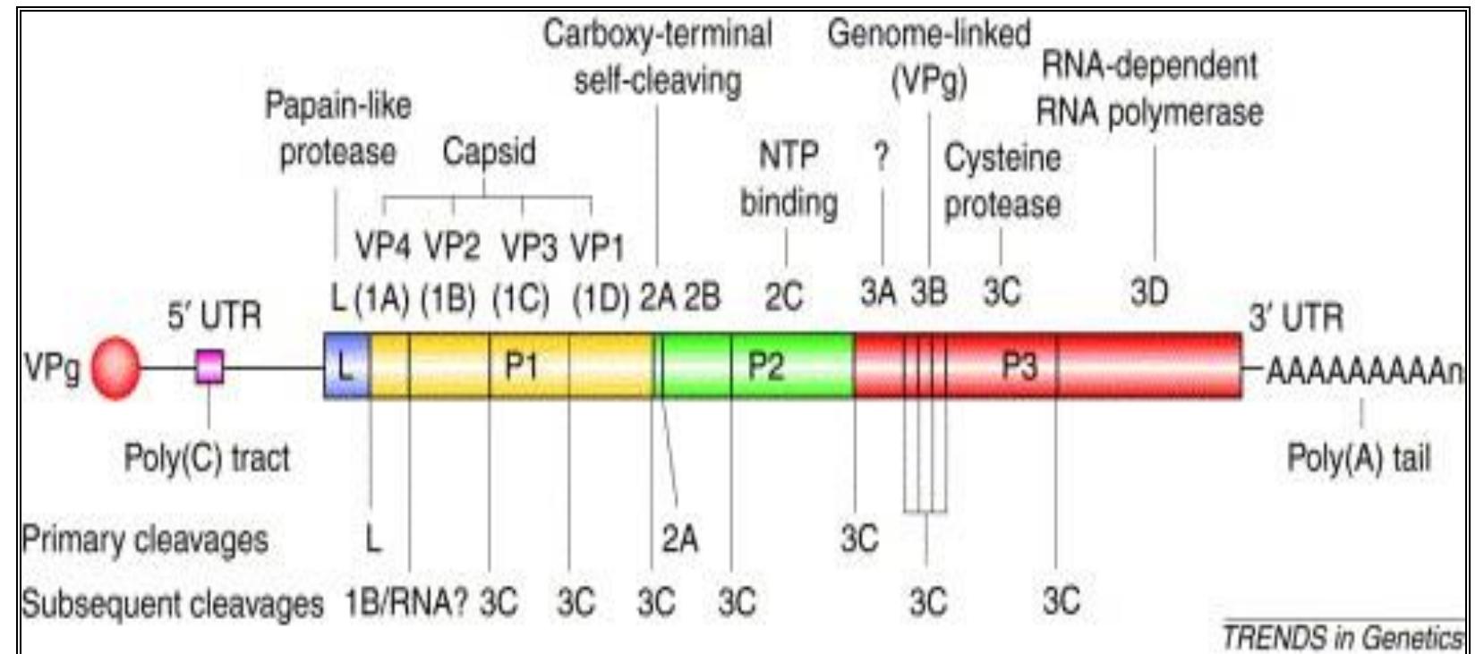 Full genome structure of the foot and mouth disease virus