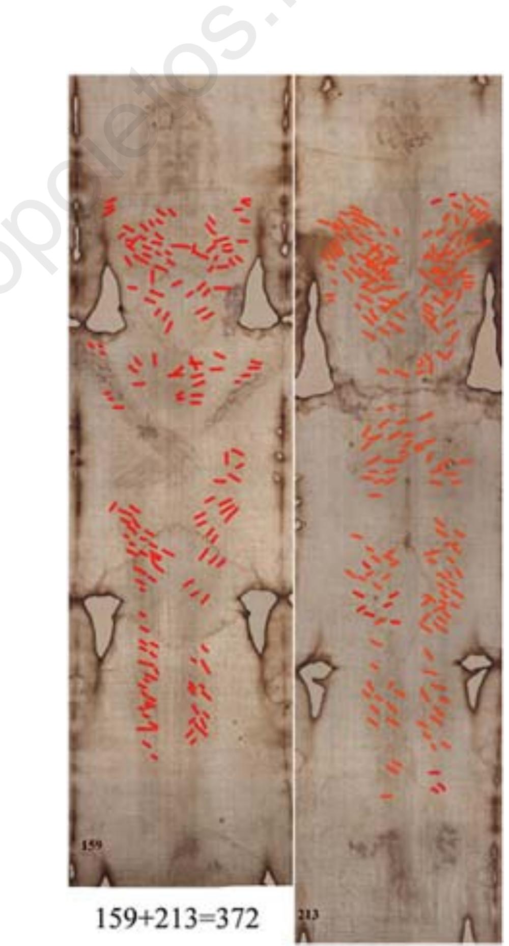 (PDF) New image processing of the Turin Shroud scourge marks