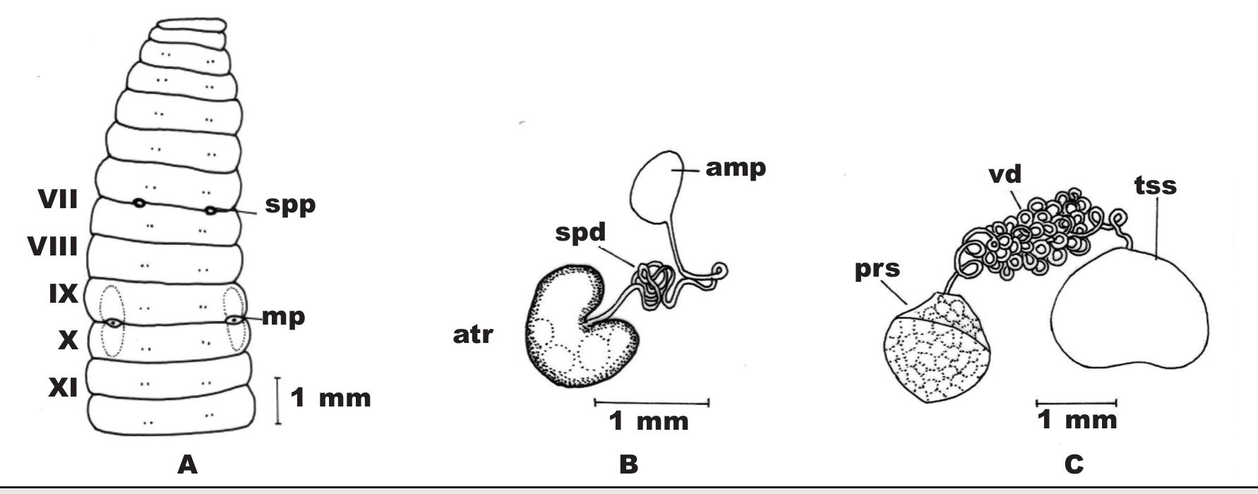 Camera lucida sketch of drawida ghatensis: a, ventral view;