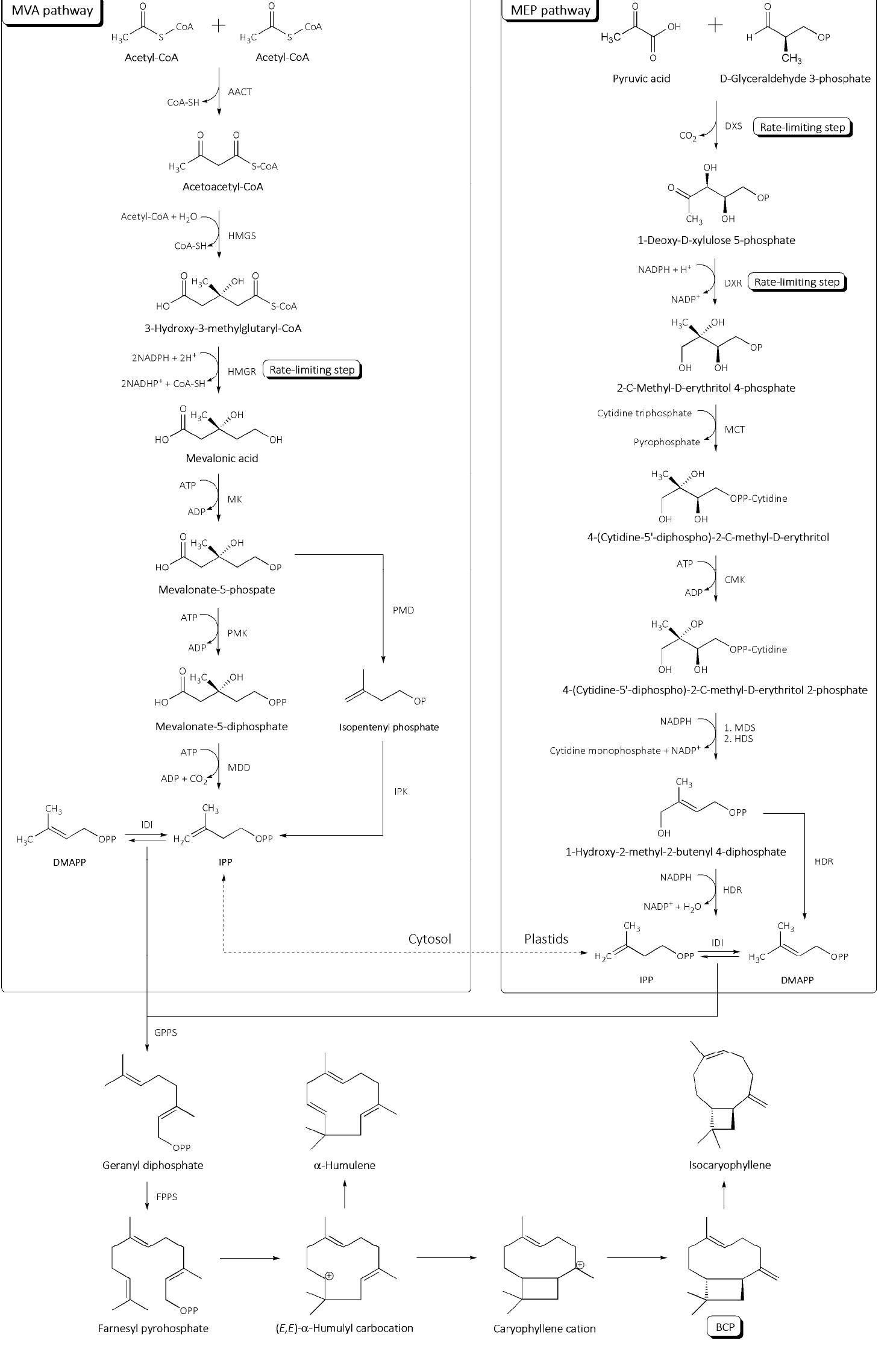 Biosynthesis of bcp and its isomers in plants.