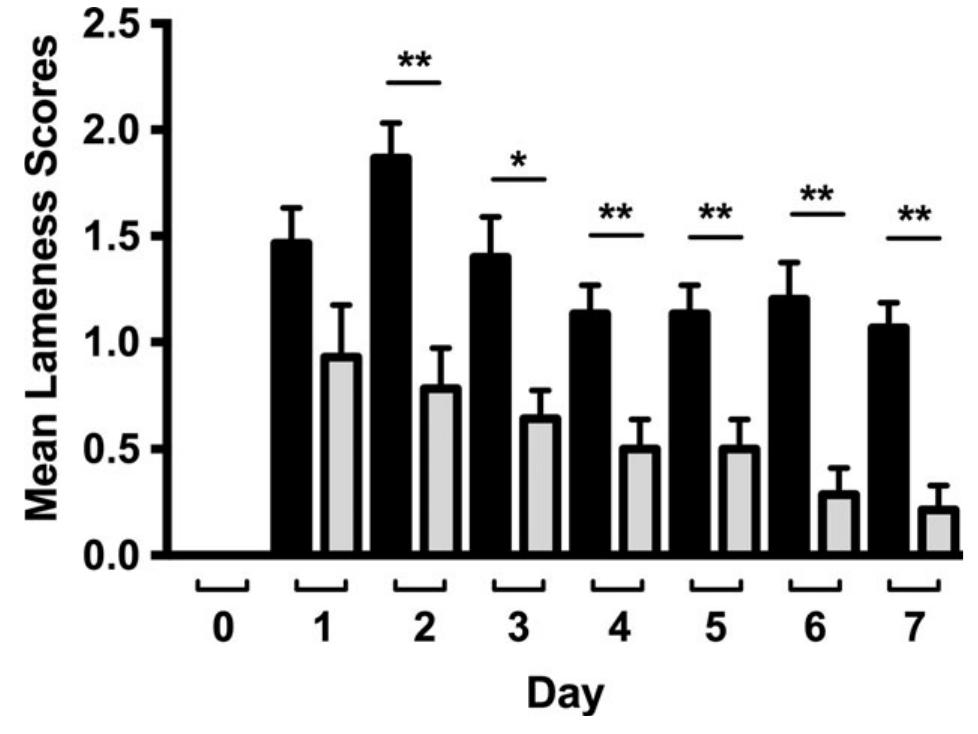 Lameness assessment scores following subcutaneous injec-