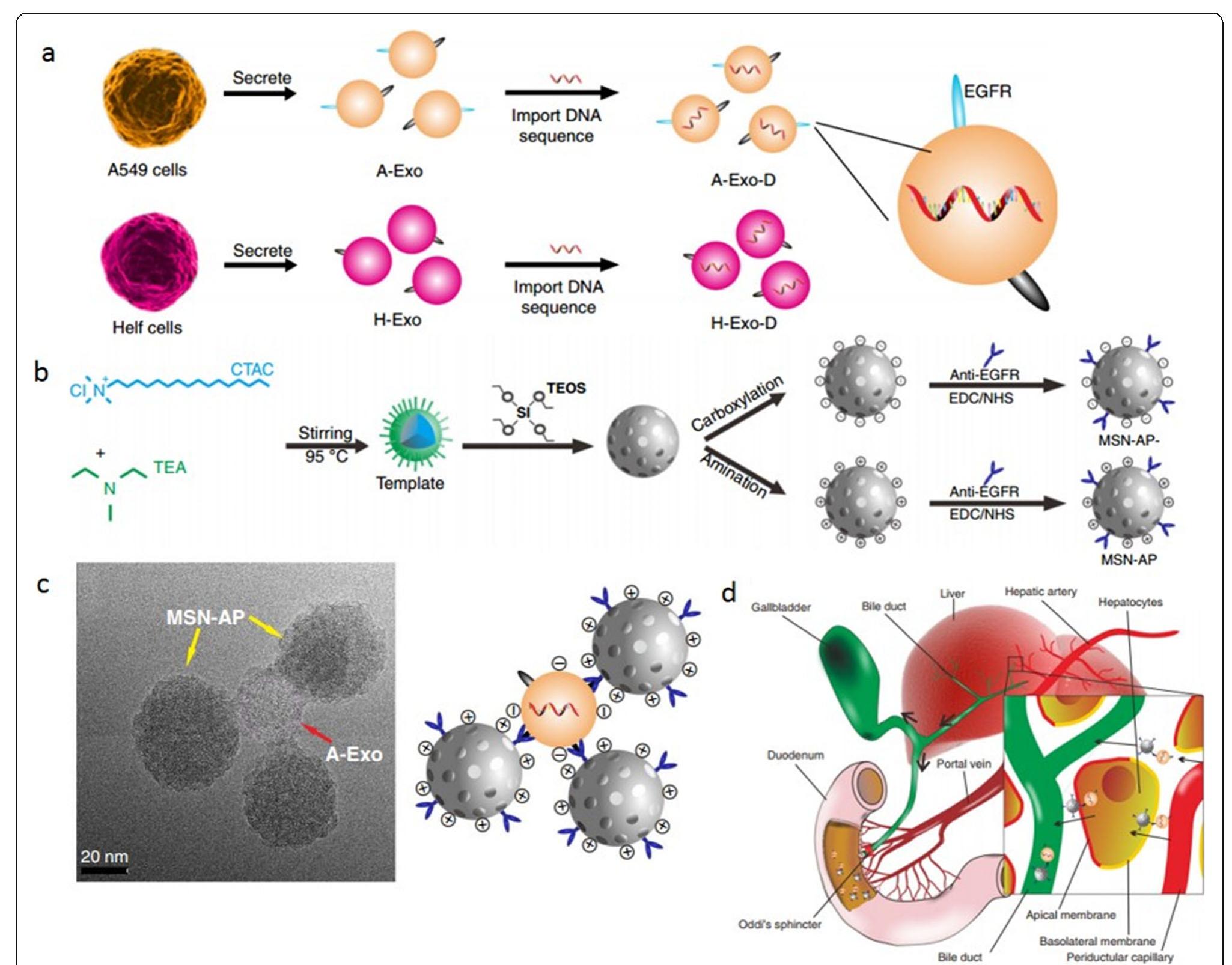 A schematic representation of the exosome preparation. a-b,