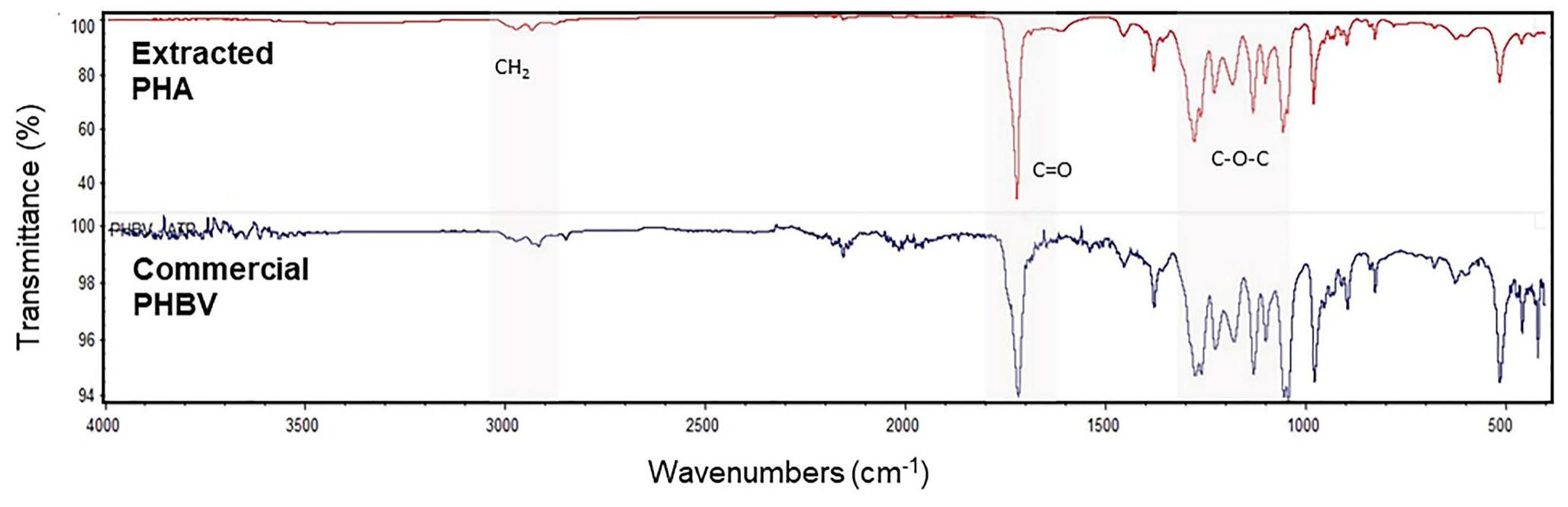 Ft-ir spectra of pha samples. extracted pha (red) and