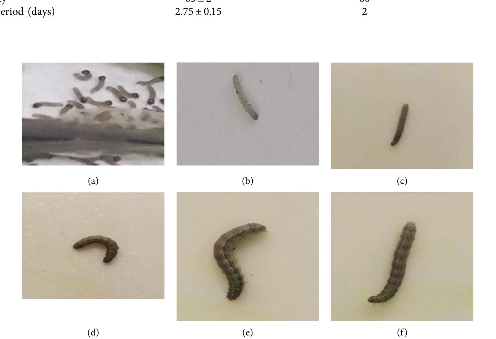 Ficure 3: larval stages of the fall armyworm: (a) first