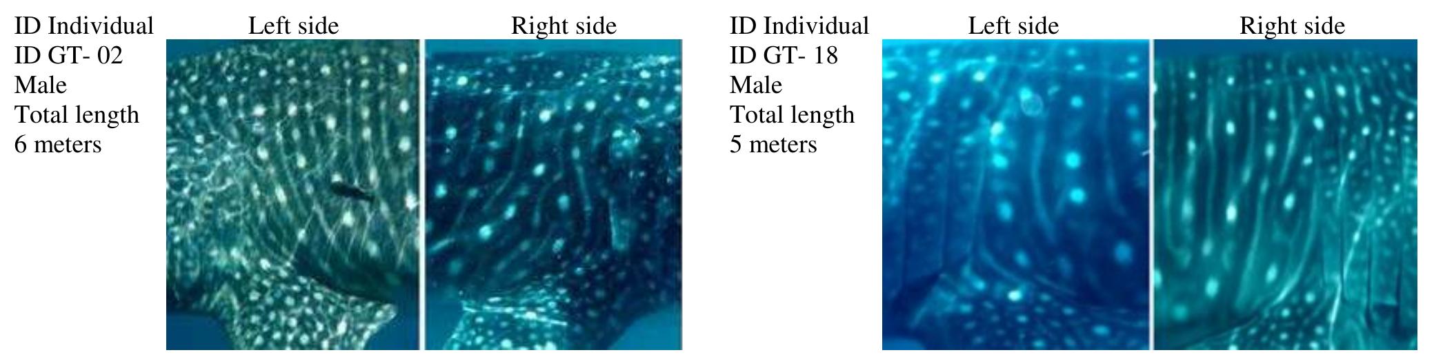 Photo-id frames showing both left and right pectoral fins of