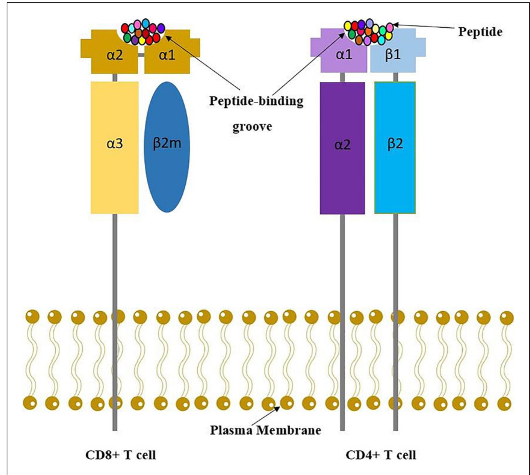 Structure of hla class i and hla class ii molecules.