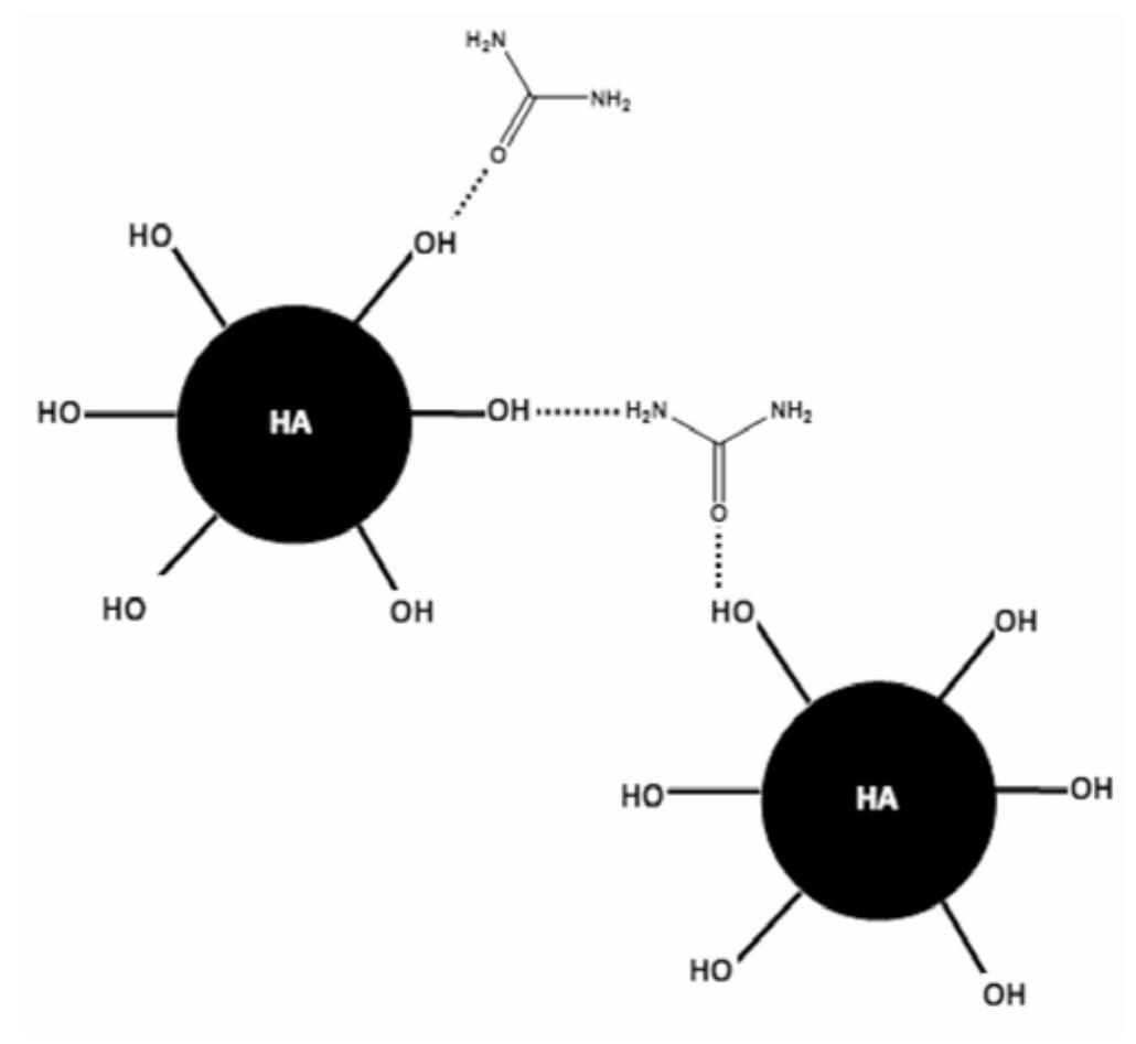 Schematic representation of the model for urea-modified ha