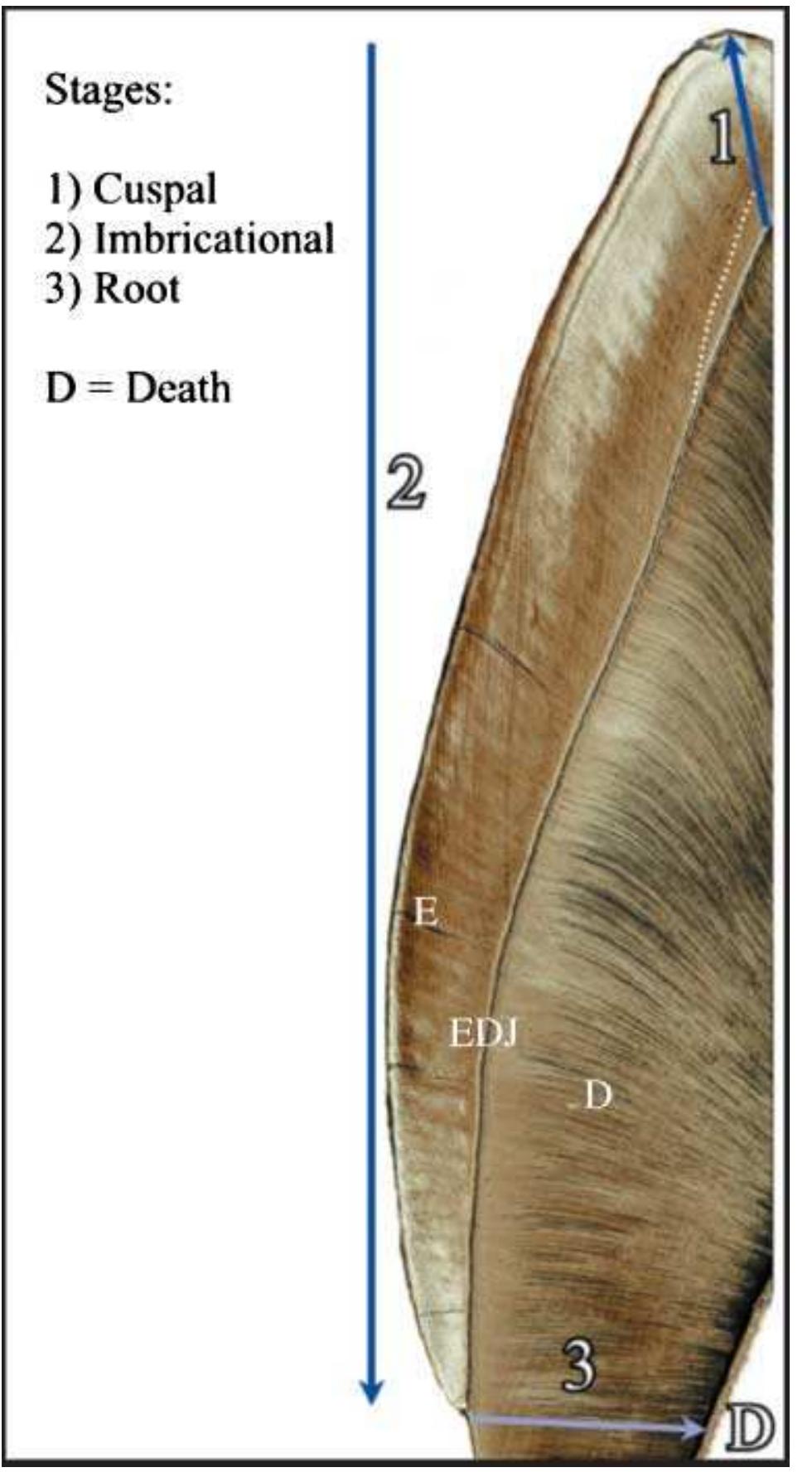 Stages of dental development analyzed in this study. enamel