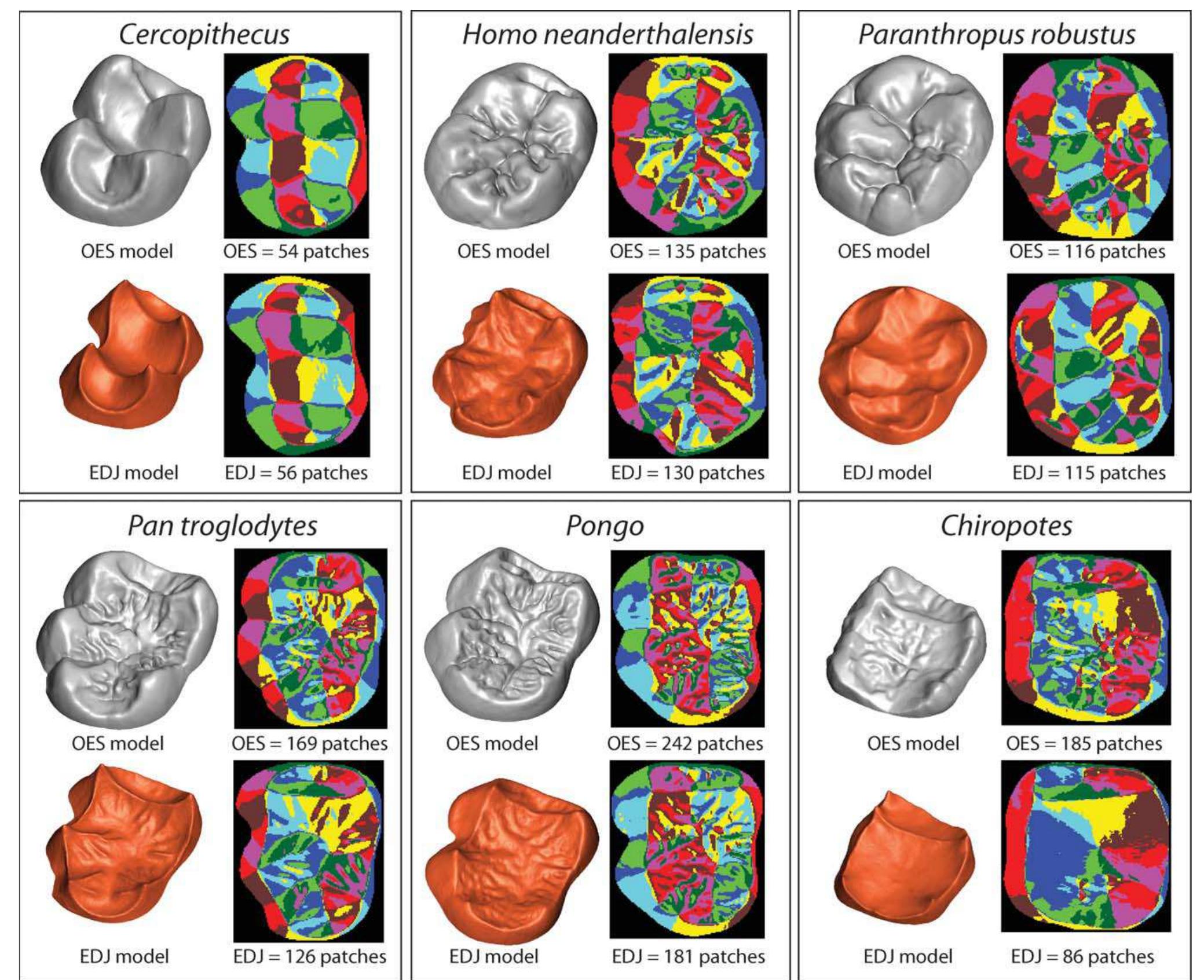Surface models and orientation patch maps of the outer
