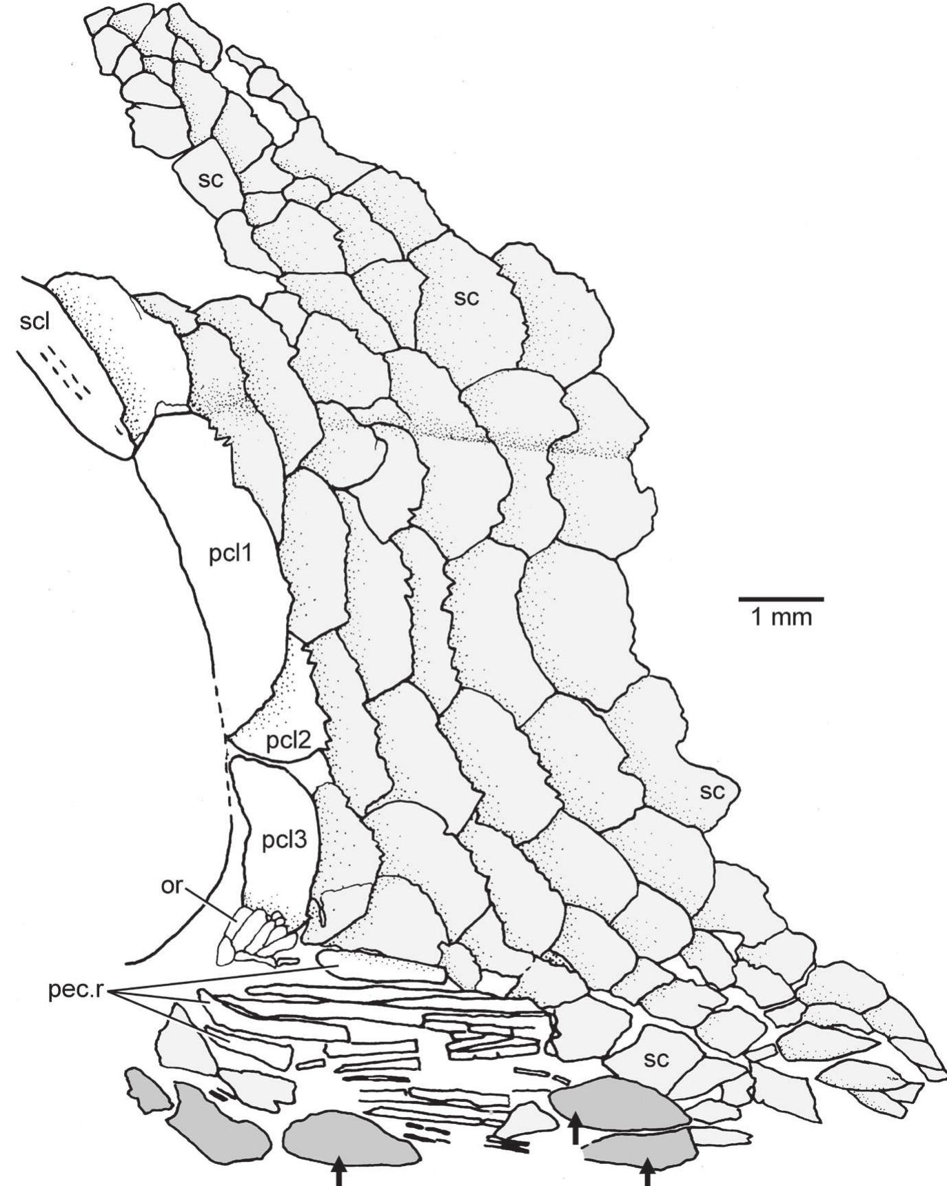 Barschichthys ruedersdorfensis gen. et sp. nov. from