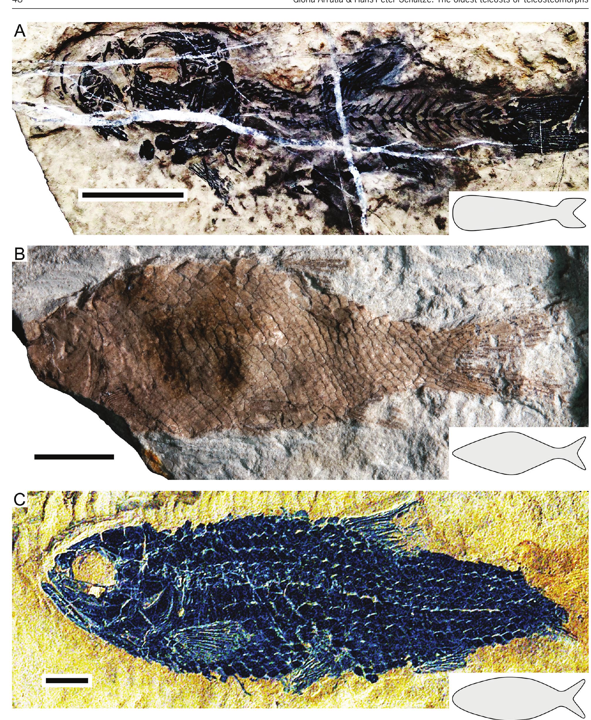 Types of body shapes in triassic teleosteomorphs. a.