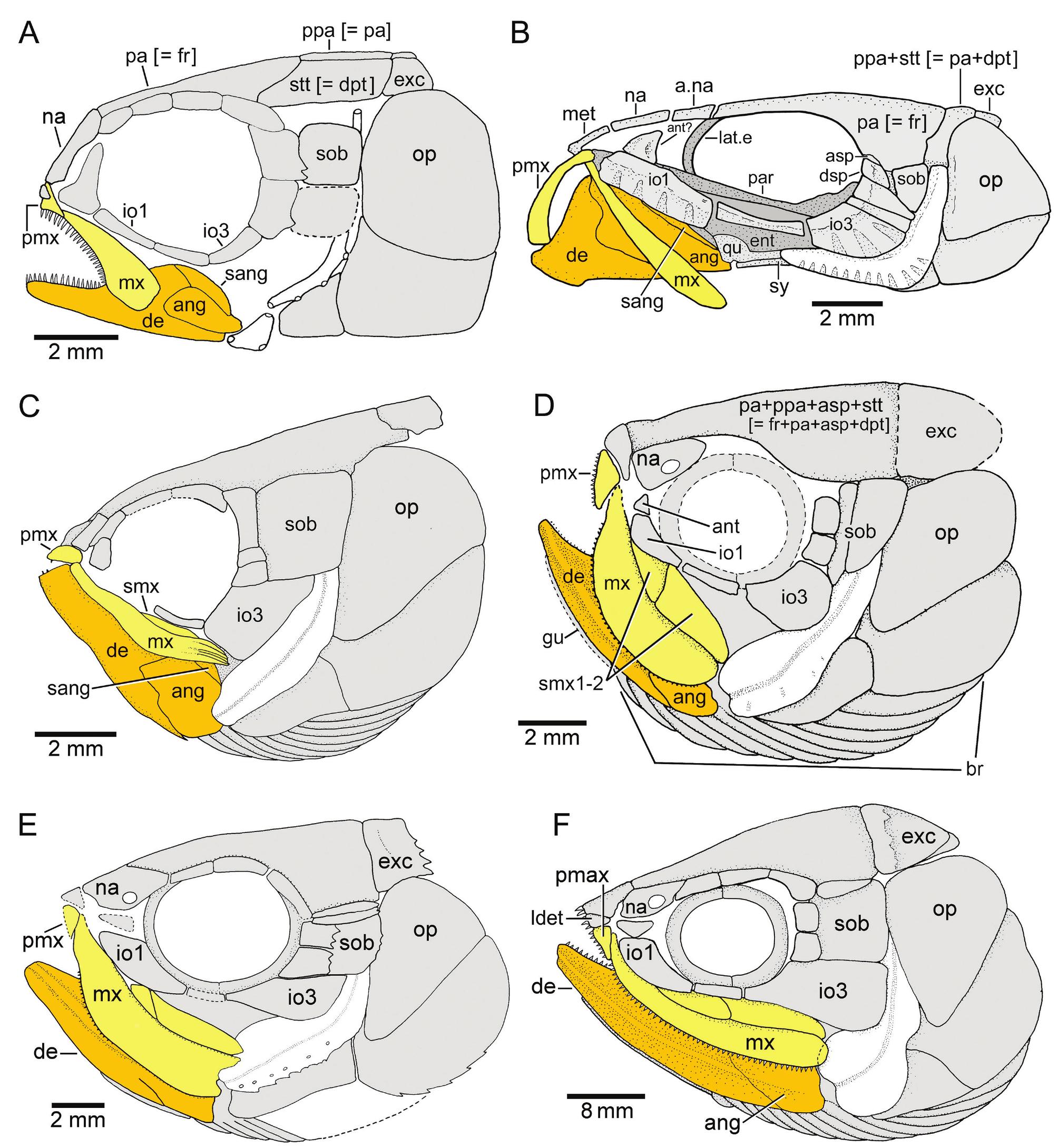 Diagram of triassic teleosteomorph heads in lateral view