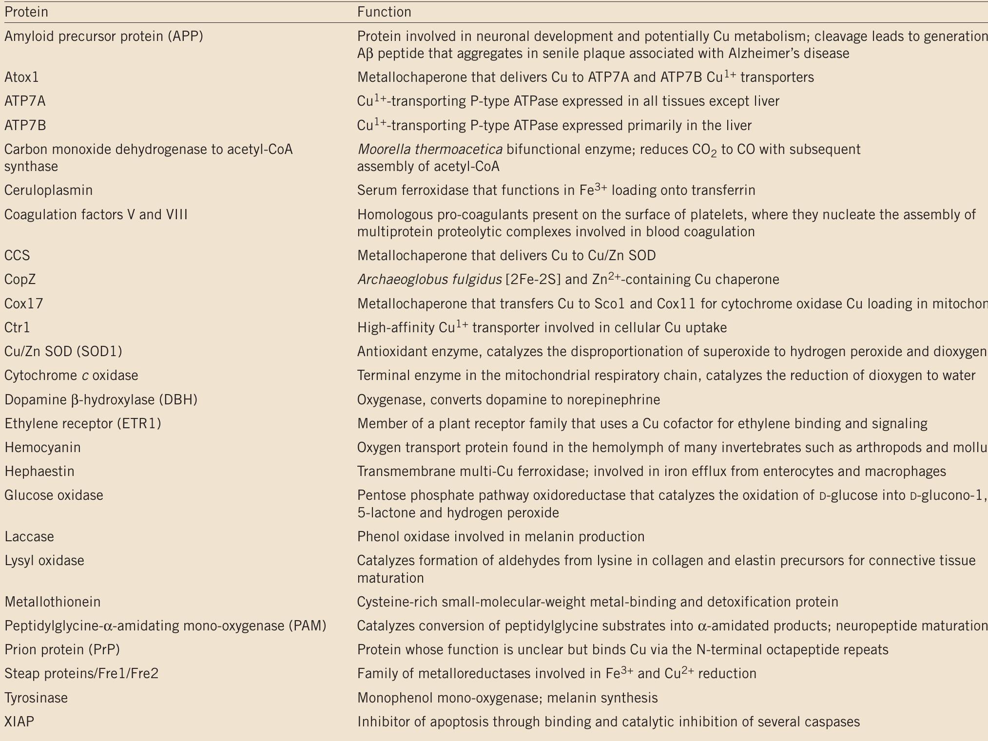 Examples of cu binding and cu homeostasis proteins