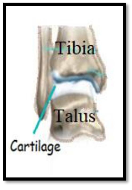 -3: example of articular cartilage at the ankle joint