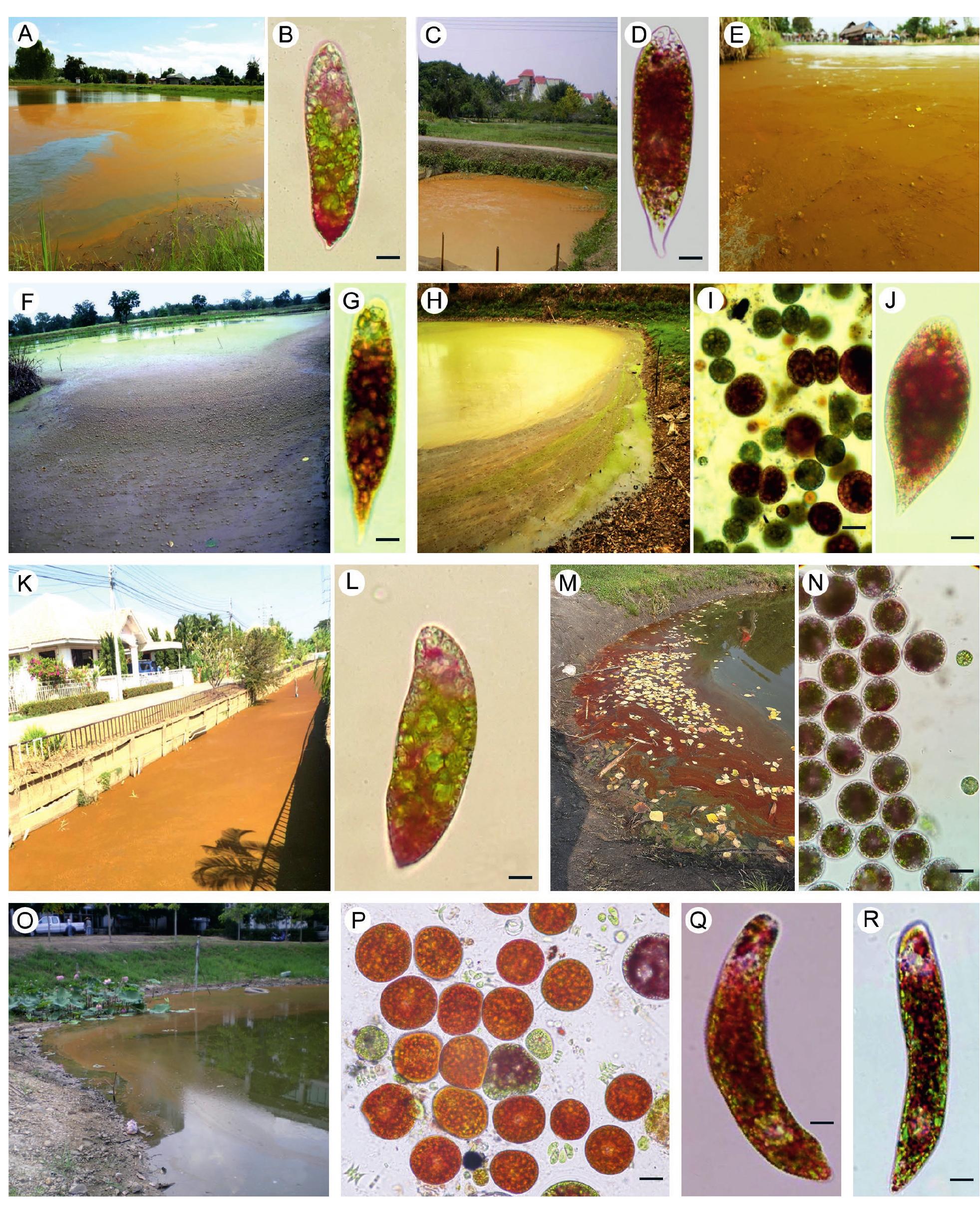 Examples of euglena sanguinea blooms: large fish pond,
