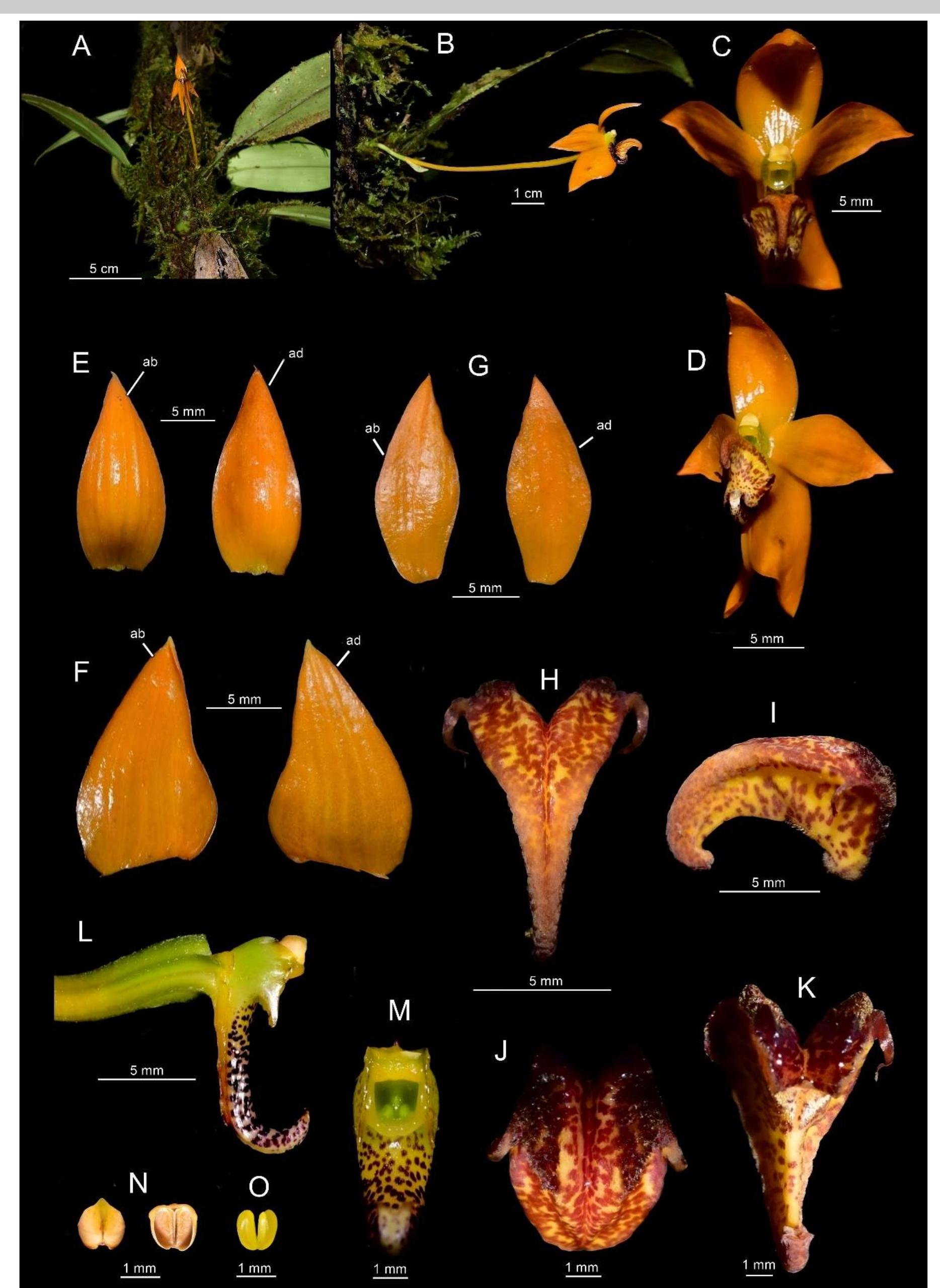 Morphology of bulbophyllum sapathawungense yudistira,