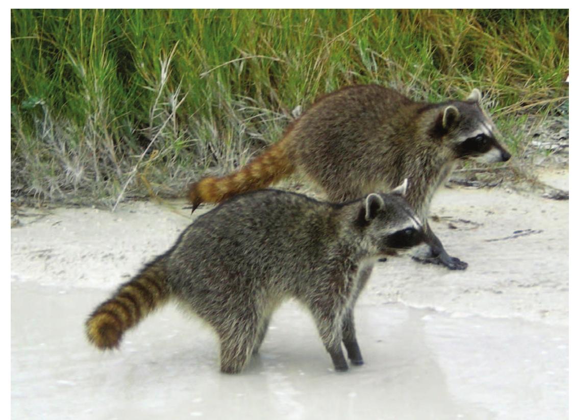 Adult pygmy raccoons procyon pygmaeus (photo: alfredo d.