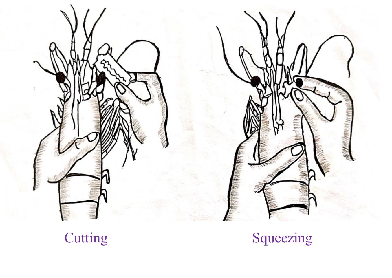 (PDF) Eyestalk ablation in shrimps
