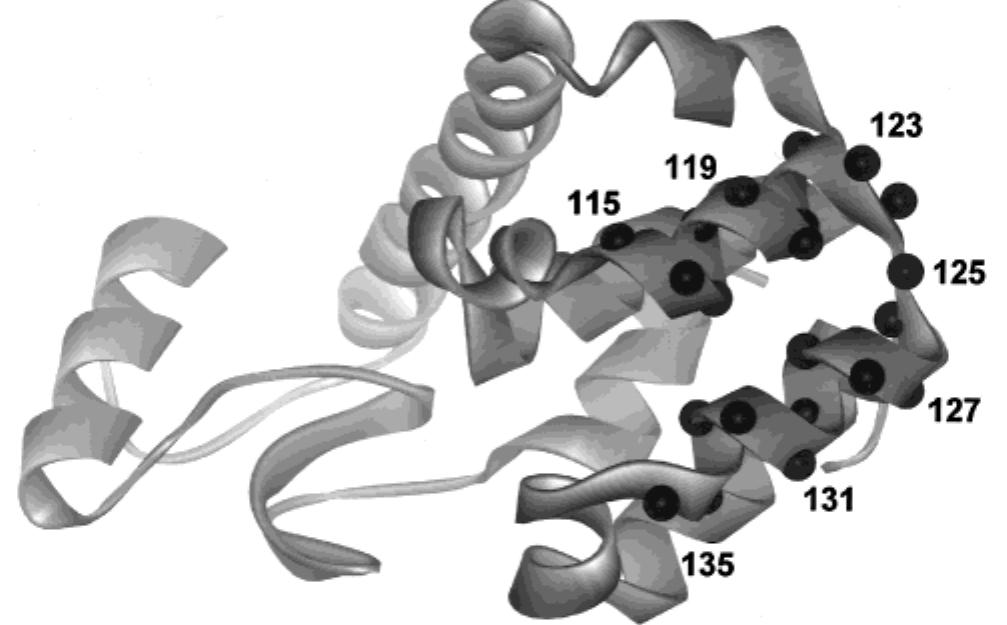 Model of cysteine-less wt t4 lysozyme based on the crystal
