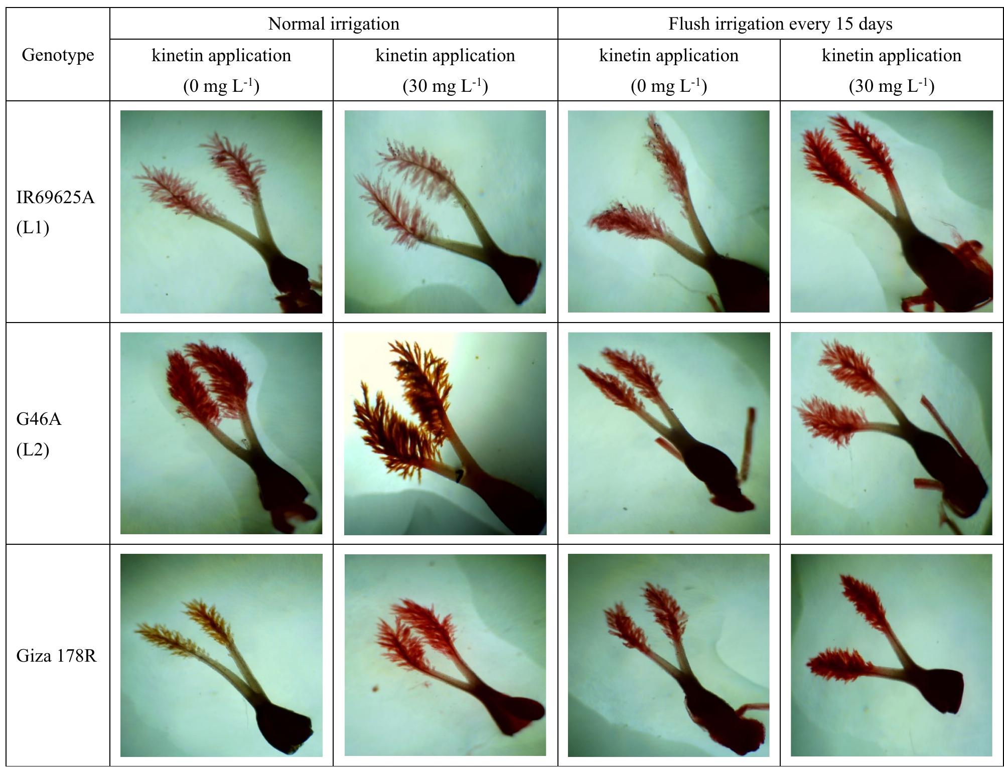 Pictorial illustration section of stigma dimensions affected