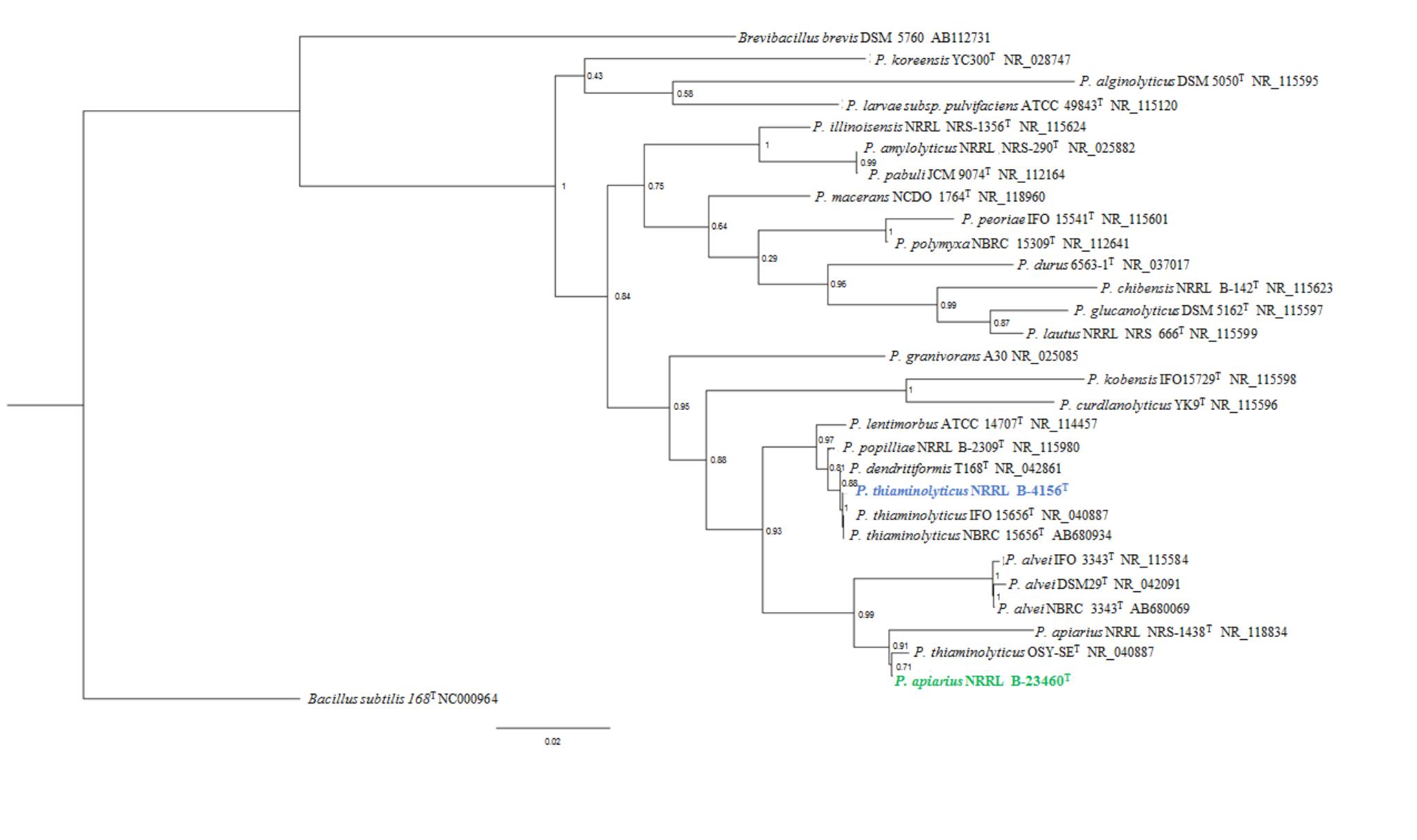 Phylogenetic tree of paenibacillus spp. based on 16s rrna