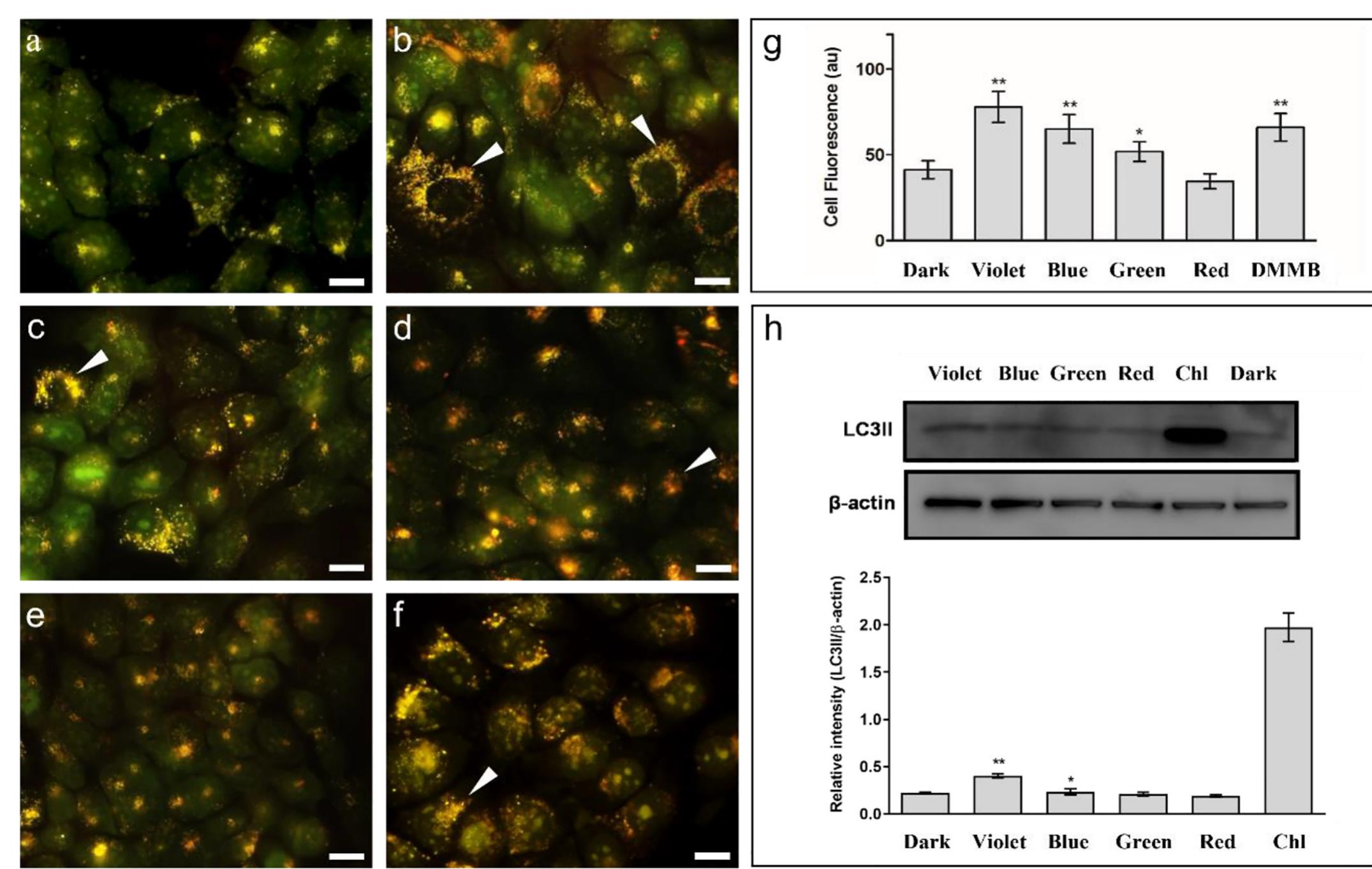 Action spectra of visible light causing autophagy blockade.