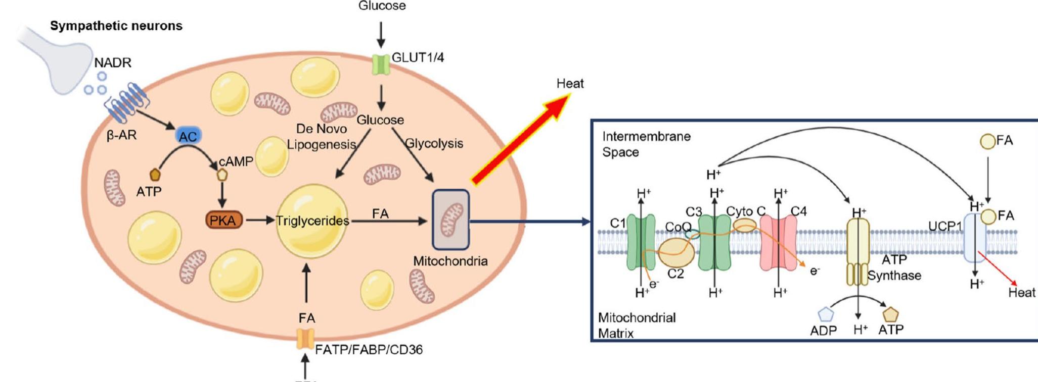 Bat activation and molecular mechanism of ucp1 function