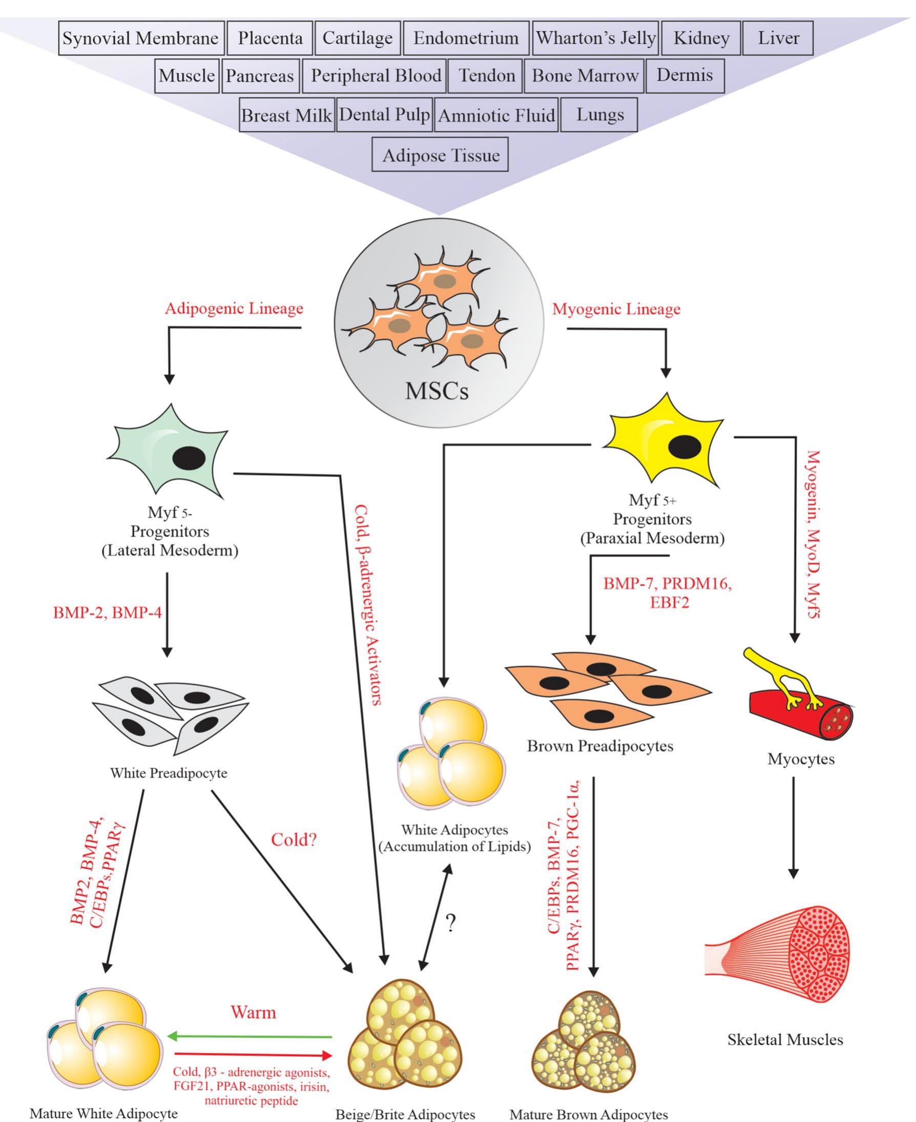 Tors. brown adipocytes and skeletal muscles are formed from