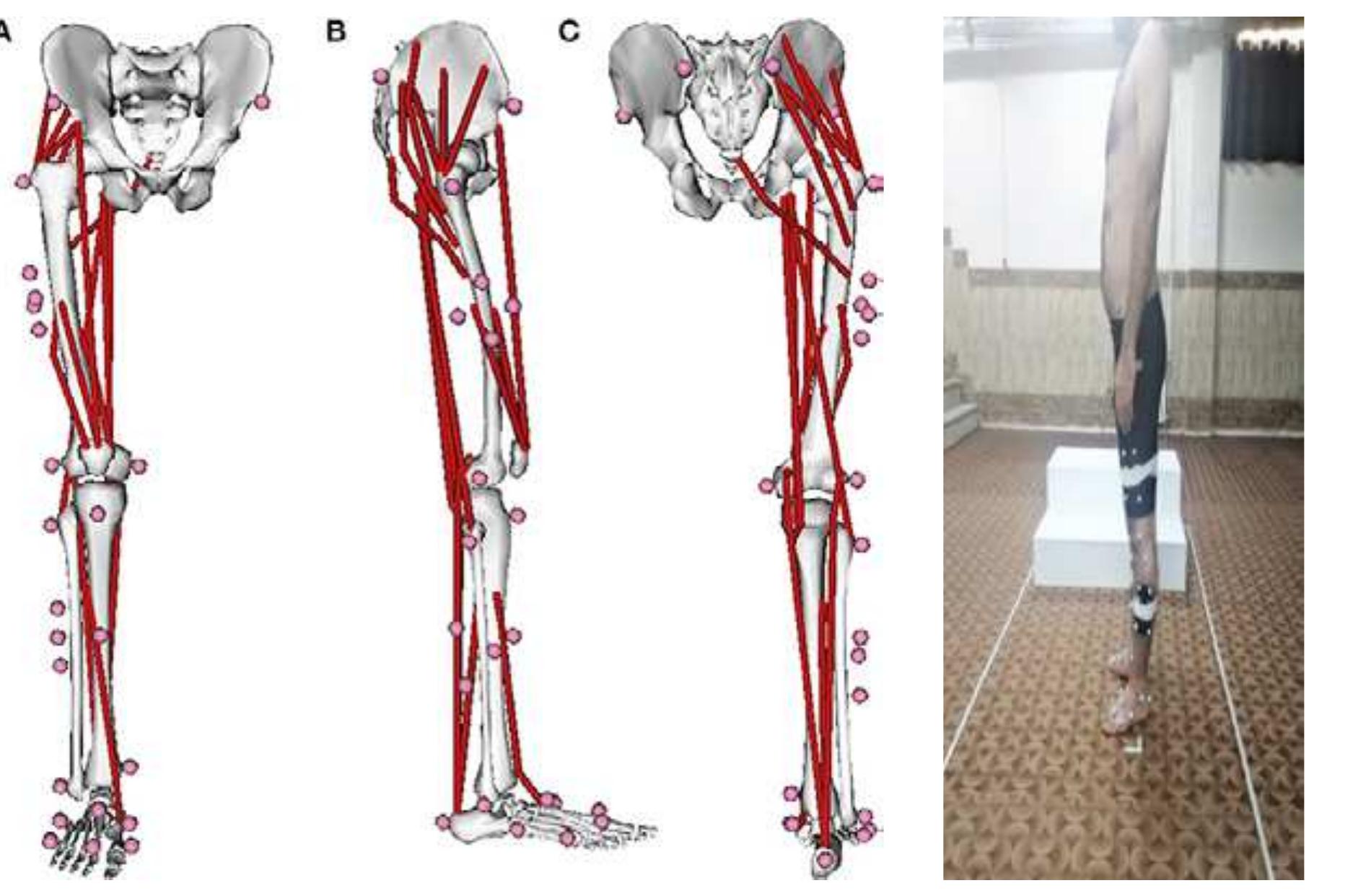 Attachment of markers following the opensim model (lower