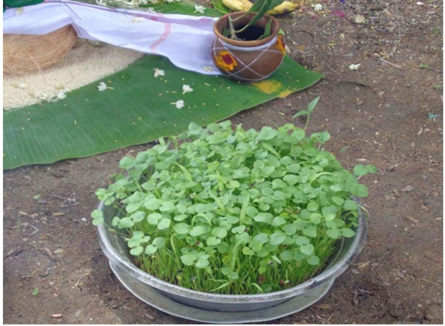 (PDF) Death Rituals of Tamils: Socio-Cultural Practices and Traditional ...