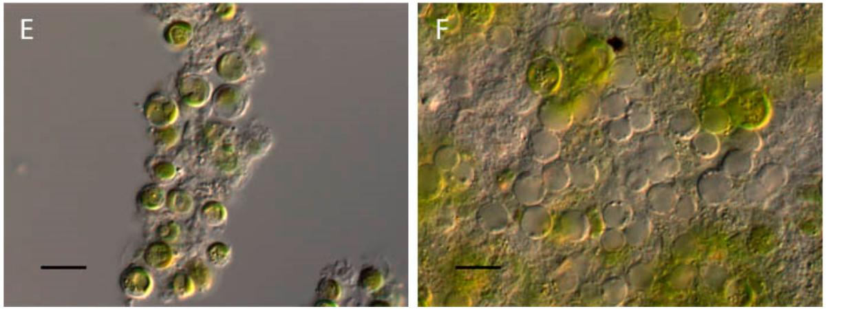 Influence of ph on vischeria magna morphology. (a) control