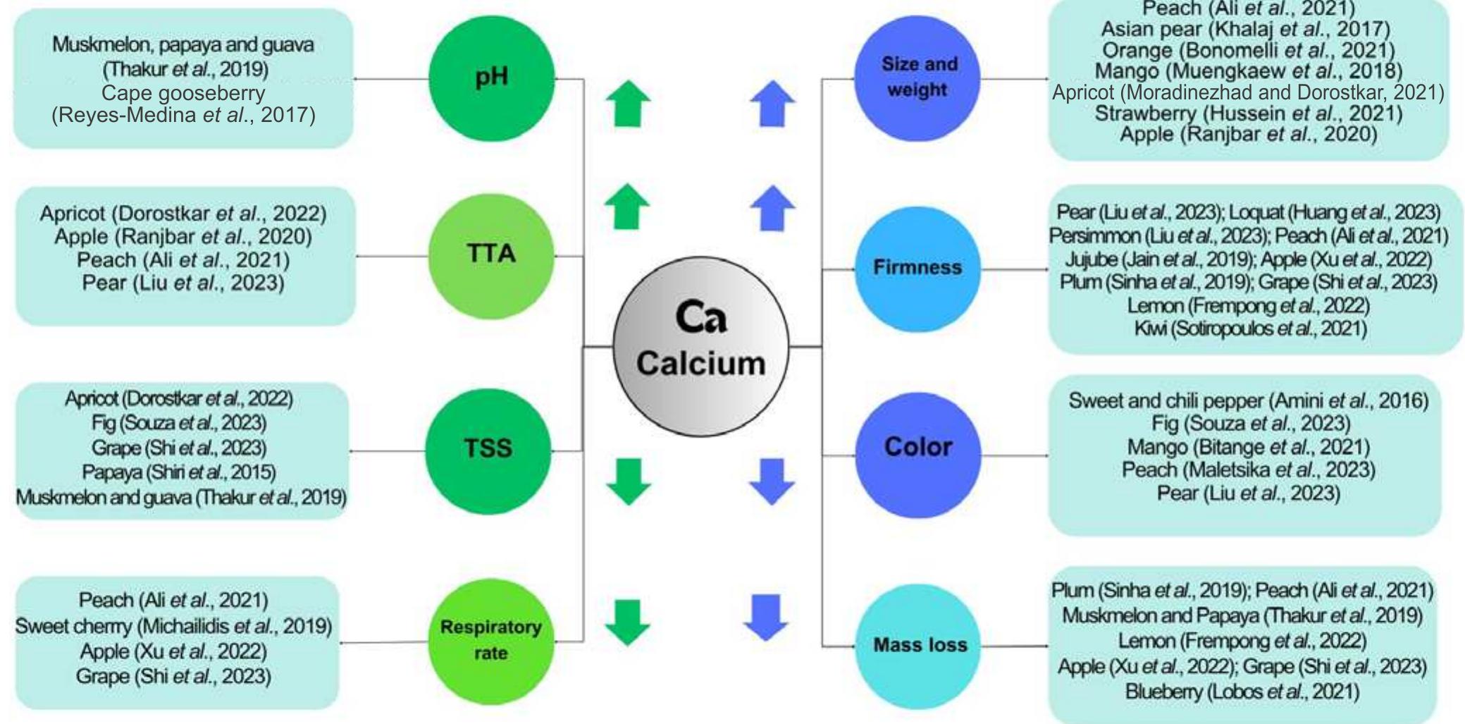 Effect of calcium on the physical and chemical properties of