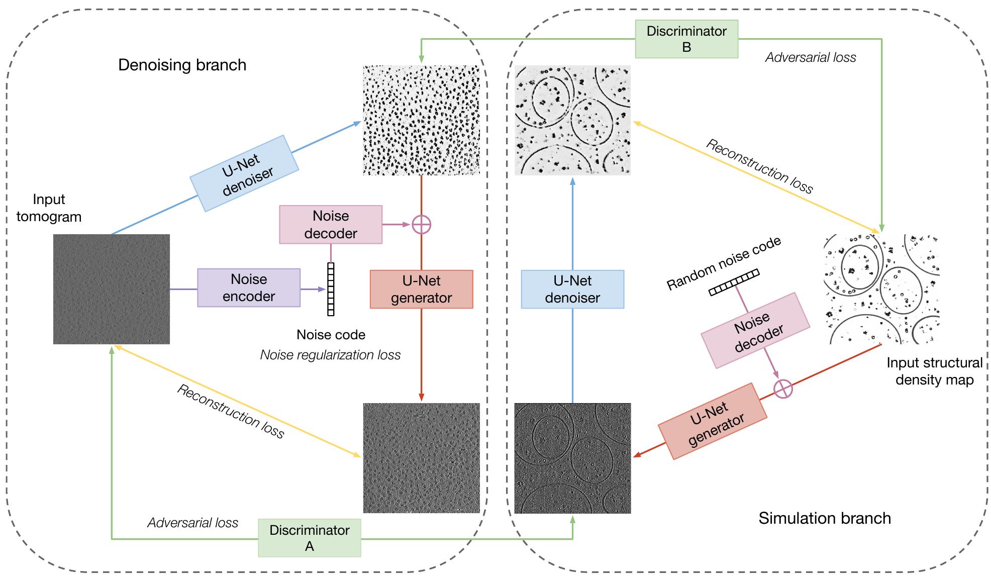 Conceptual workflow of dual. dual consists of six neural