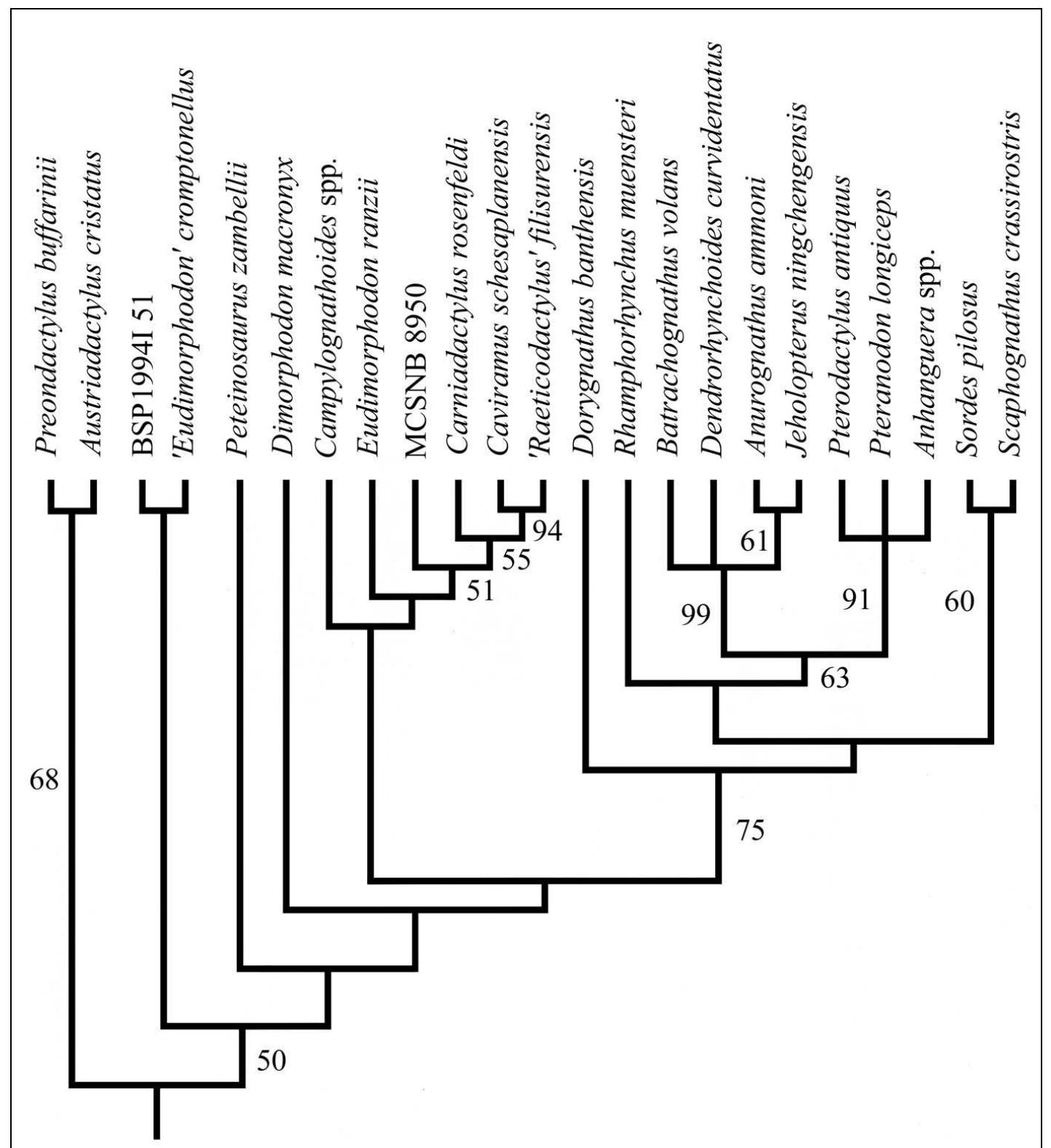 2) teeth in the maxilla distal to the ascending (dorsal)