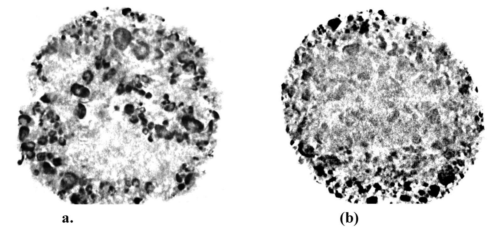 Cxt images of cross-sections through a macroporous alumina