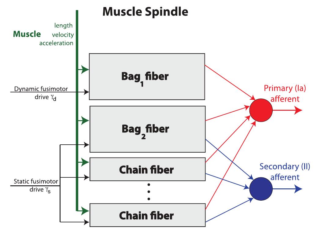A typical muscle spindle consists of a capsule incorporating