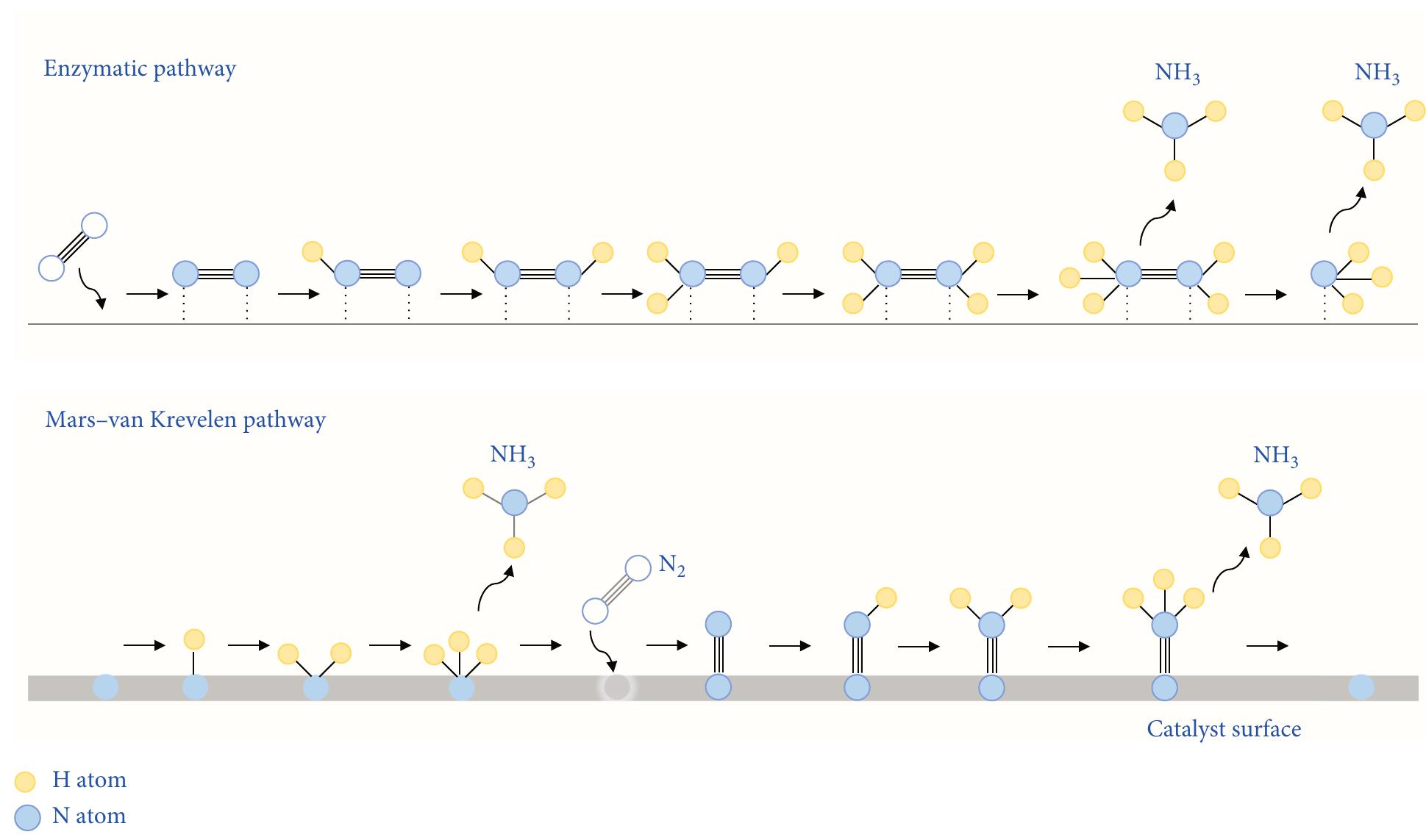 Schematic of the nitrogen reduction reaction mechanism
